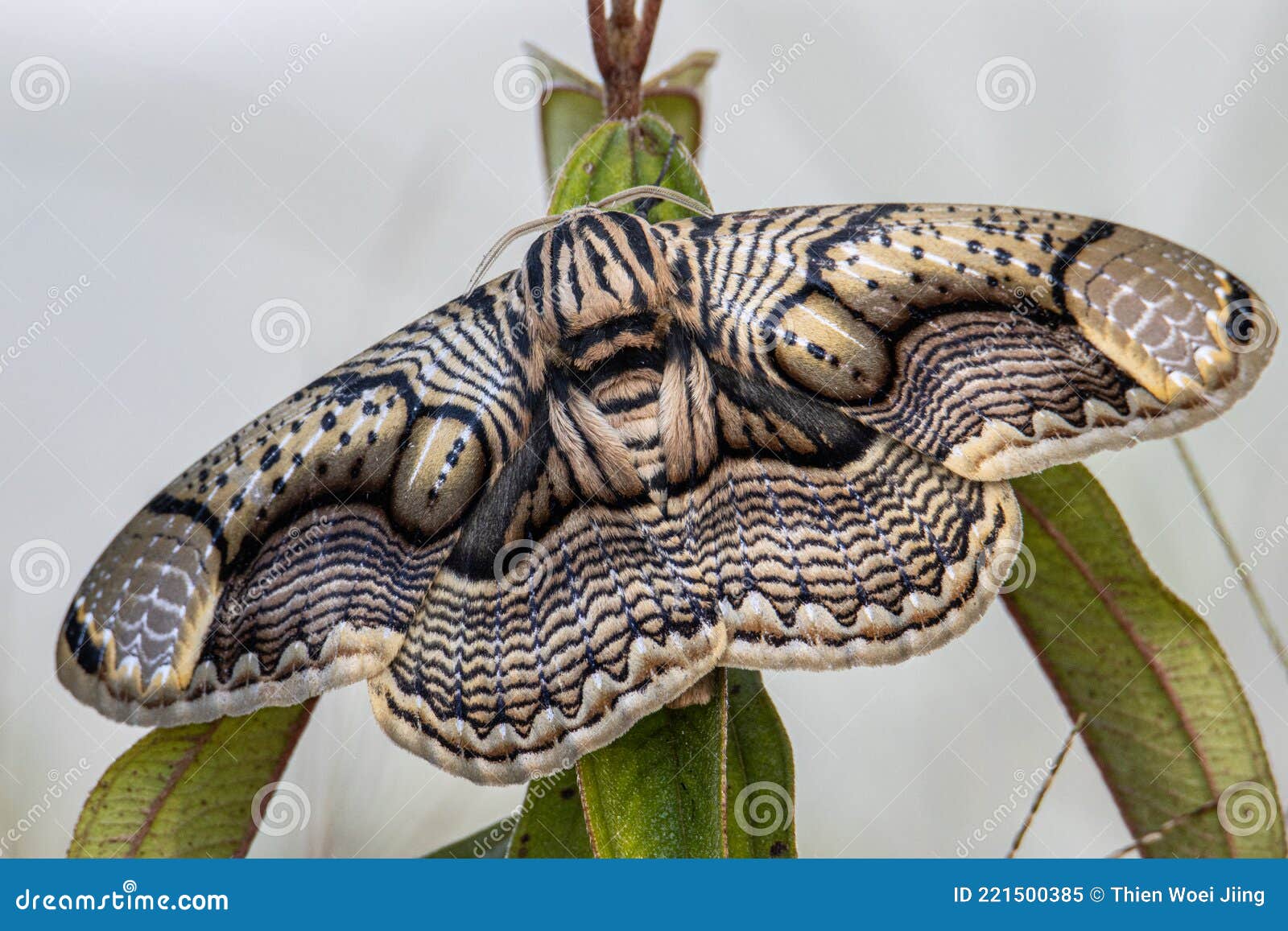 An Unique and Beautiful Brahmin Moth Stock Image - Image of insect ...