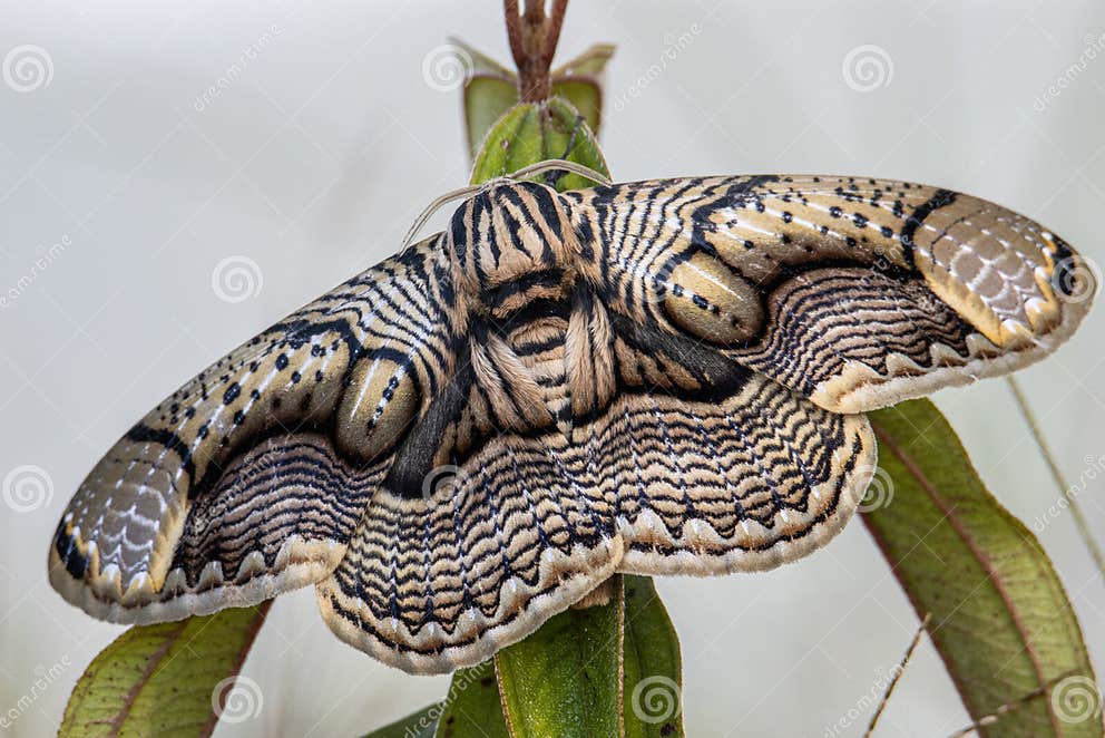 An Unique and Beautiful Brahmin Moth Stock Image - Image of insect ...