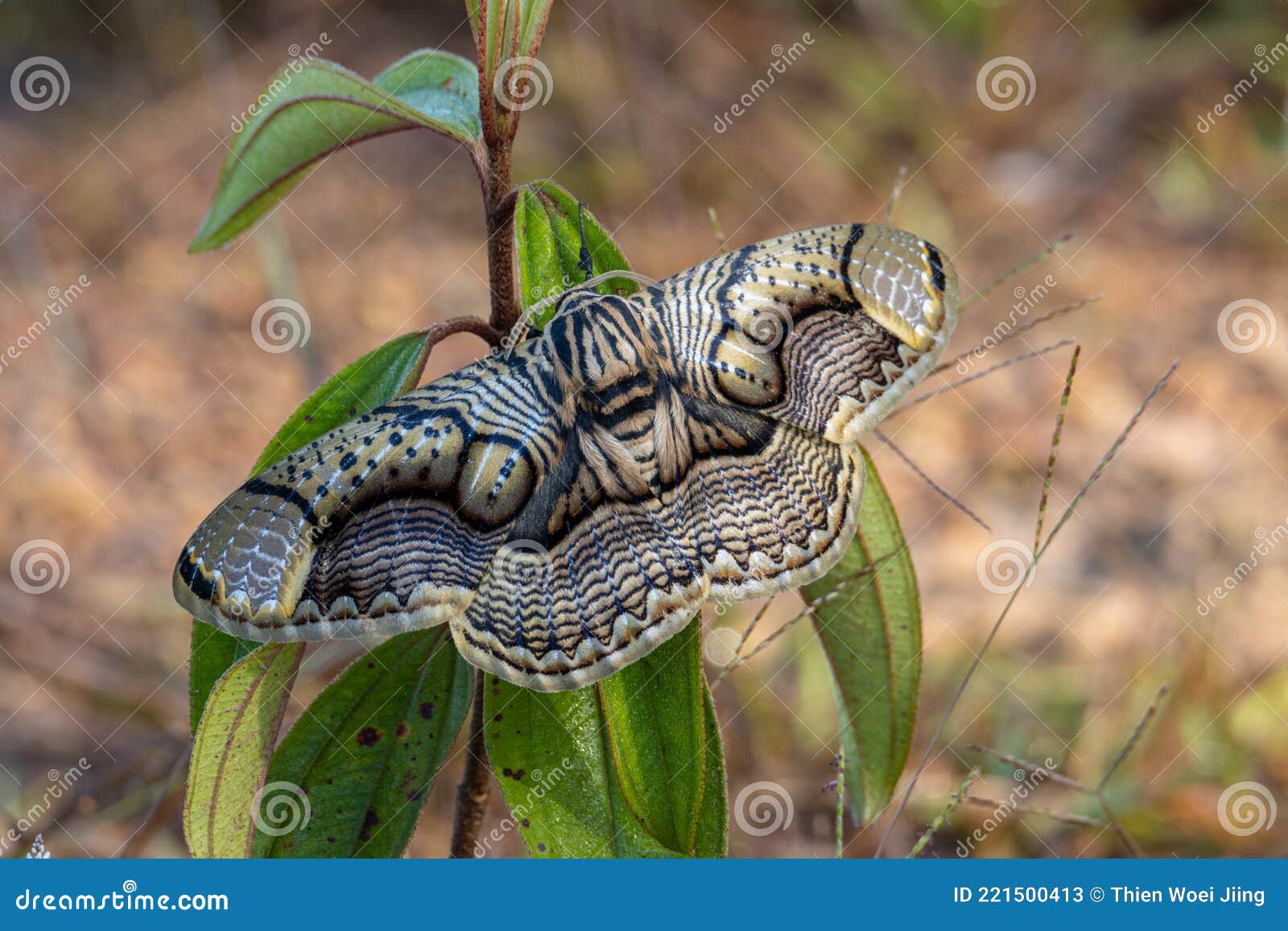 An Unique and Beautiful Brahmin Moth Stock Image - Image of collection ...
