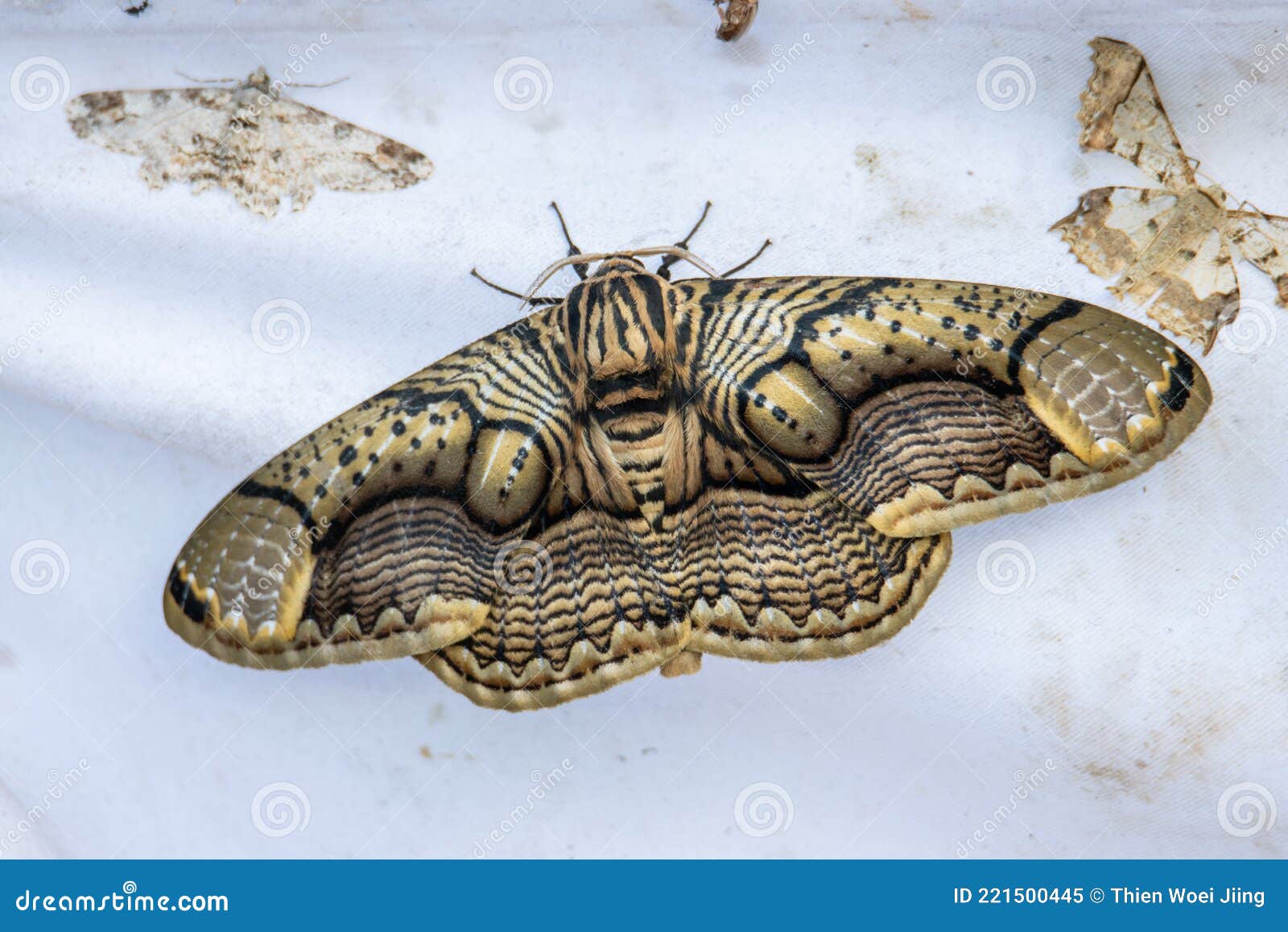 An Unique and Beautiful Brahmin Moth Stock Image - Image of isolated ...