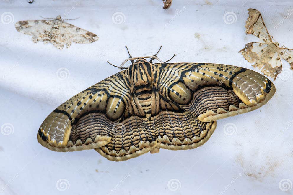 An Unique and Beautiful Brahmin Moth Stock Image - Image of isolated ...