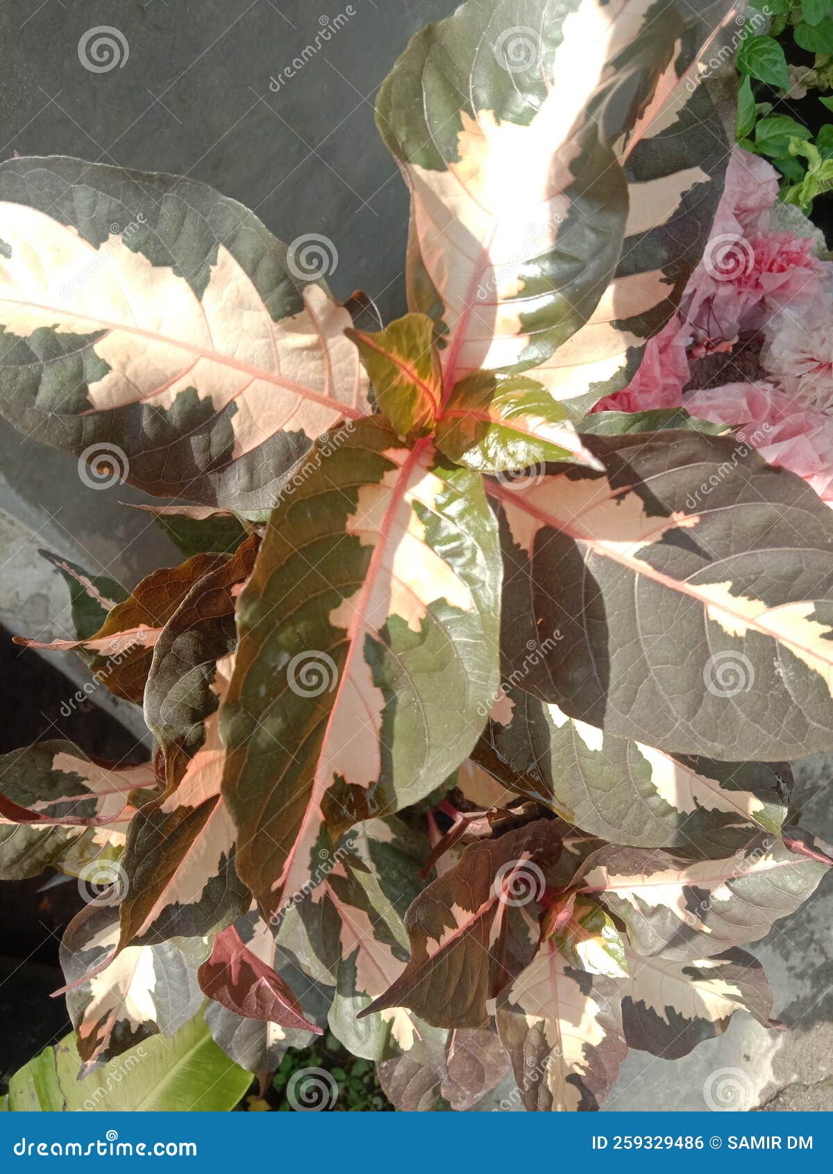 Unique and Beautiful Flowers with Special Patterns are Widely Available ...