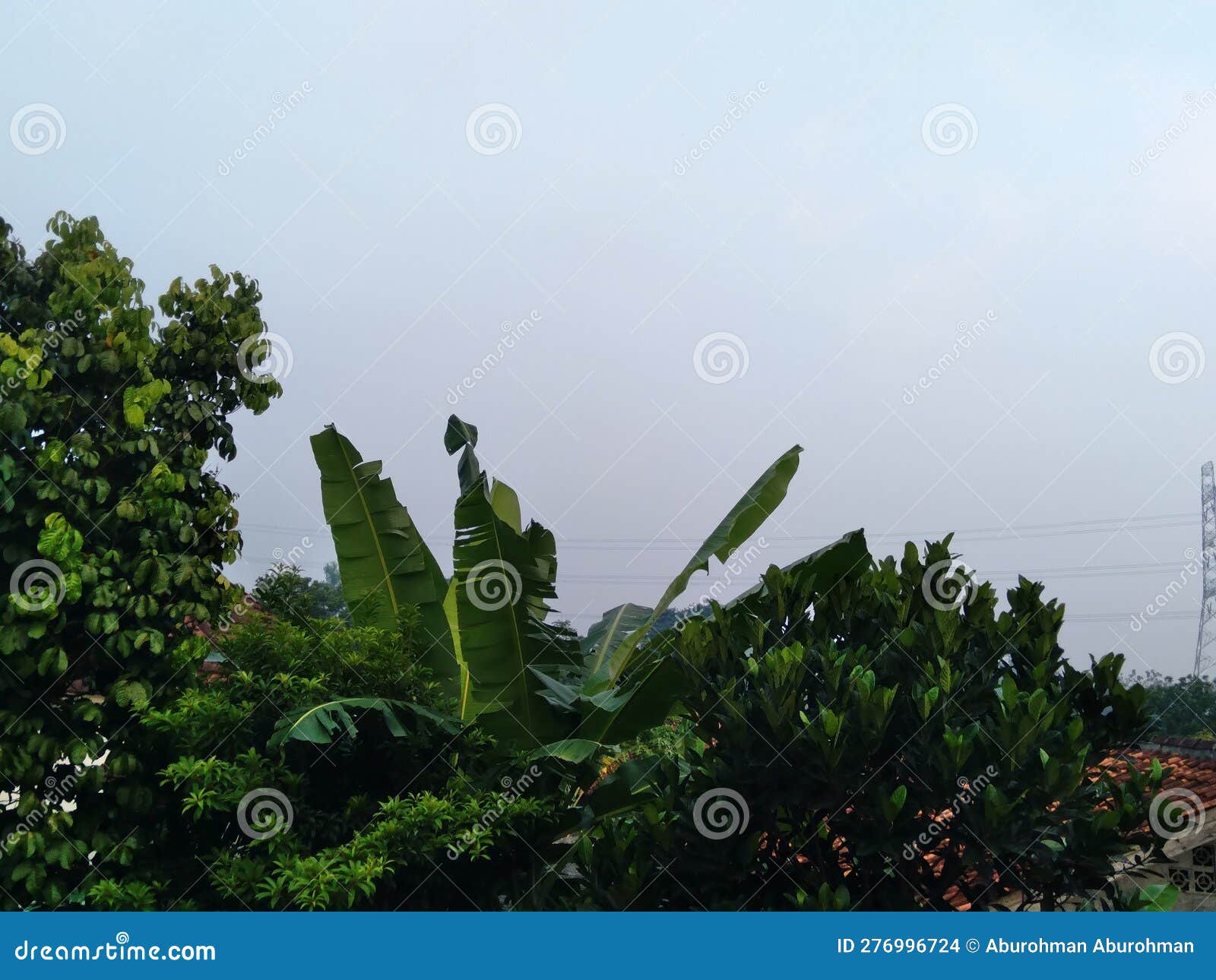 Unique and Beautiful Trees To Look at Stock Photo - Image of trees ...