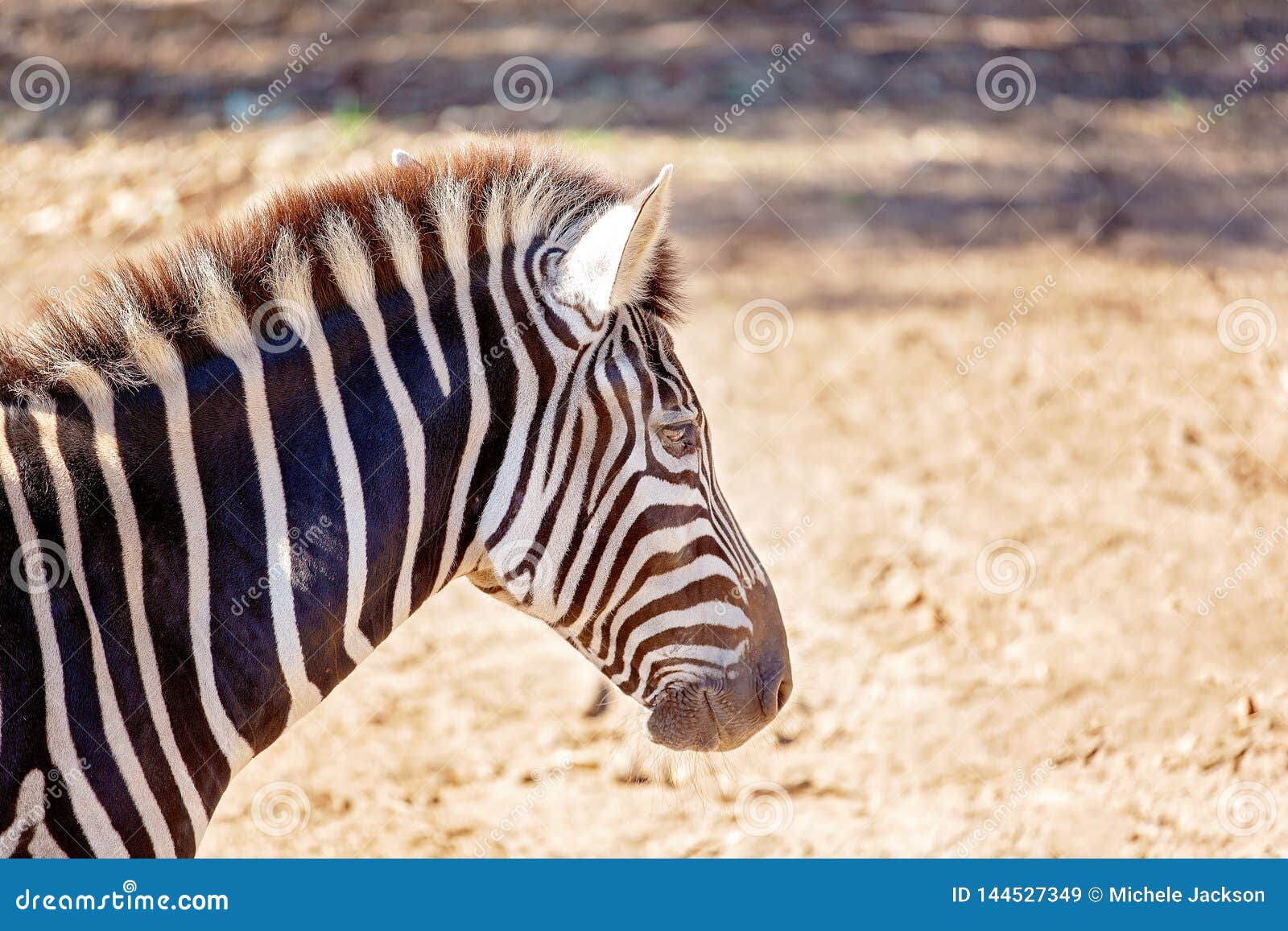 The Unique Black and White Stripe Pattern of a Zebra Stock Image ...