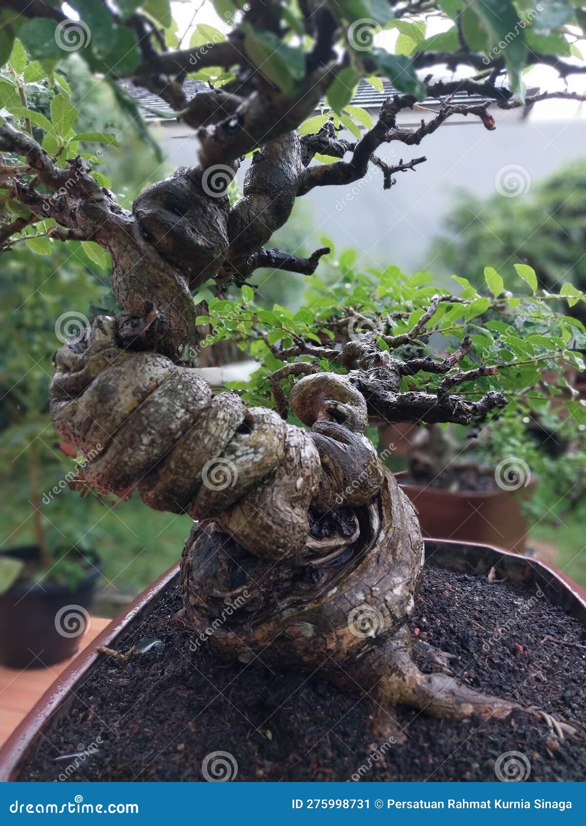 Unique Bonsai Snake Forest Free Pict Stock Image - Image of snake ...