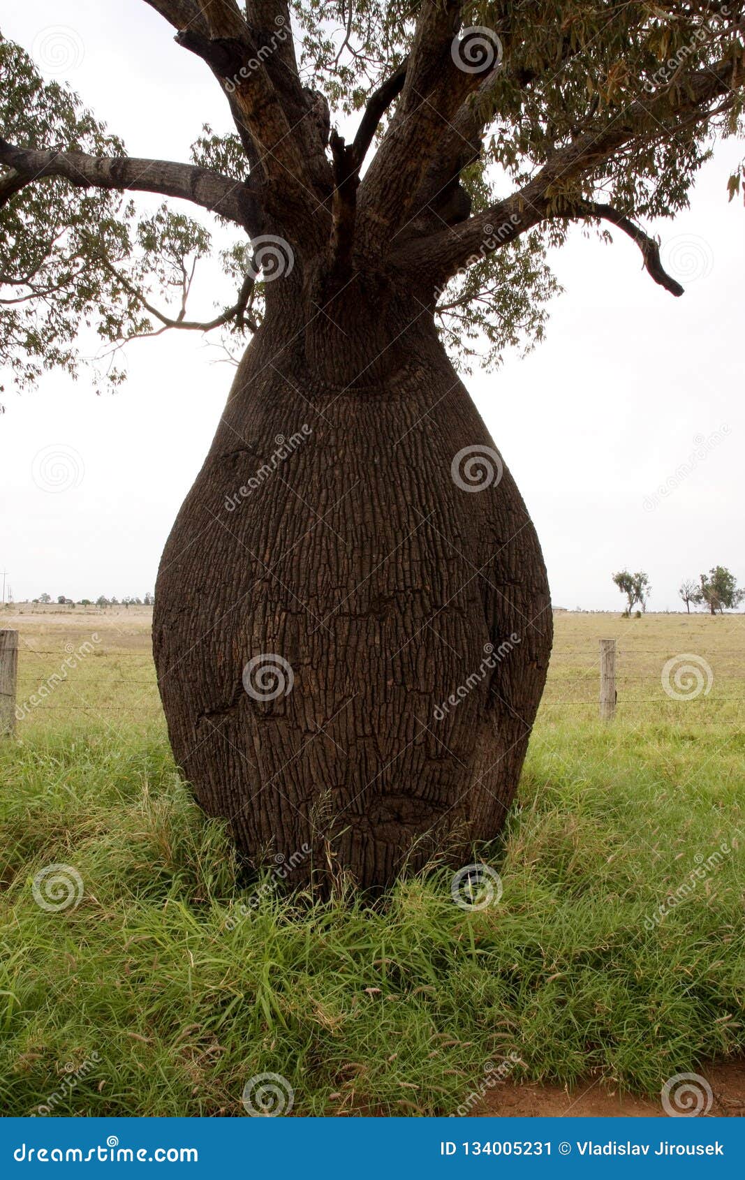 Unique Bottle Tree, Western Australia Stock Image - Image of kimberley ...