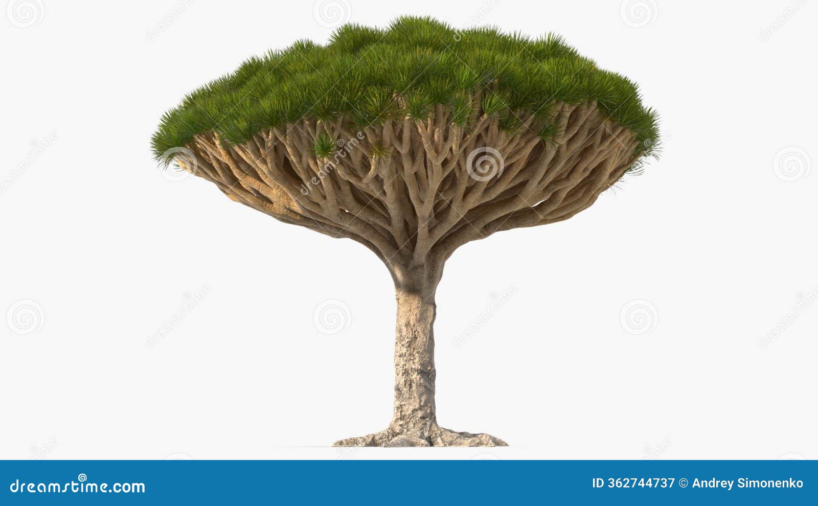 Unique Branching Tree with Dense Green Canopy Stock Image - Image of ...