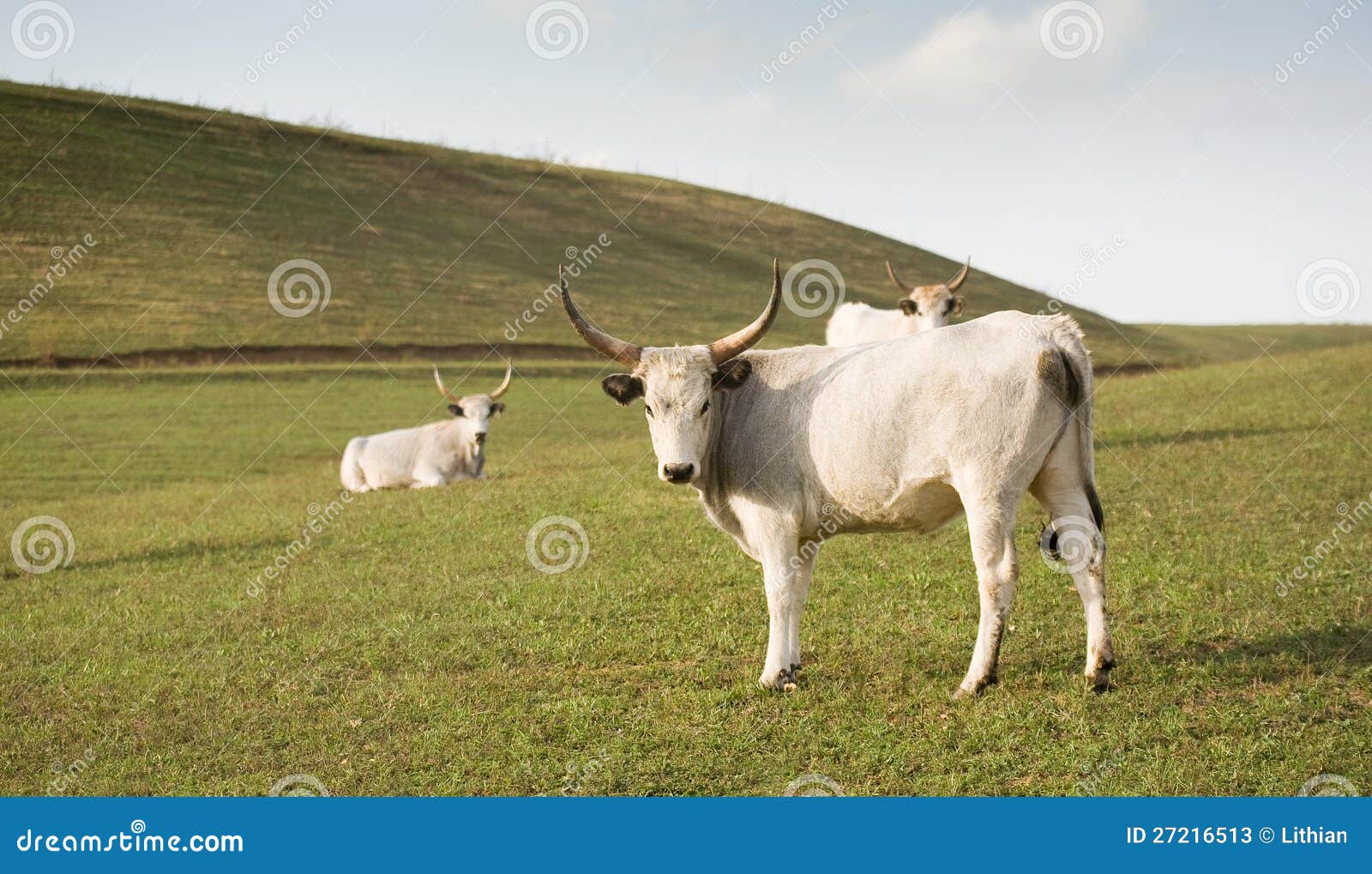 A Unique Breed, Hungarian Gray Cattle. Stock Image - Image of animal ...