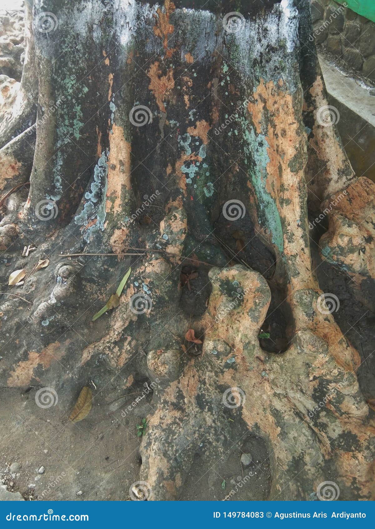 Unique Brown Roots and Large Tree Trunks Stock Image - Image of trunks ...