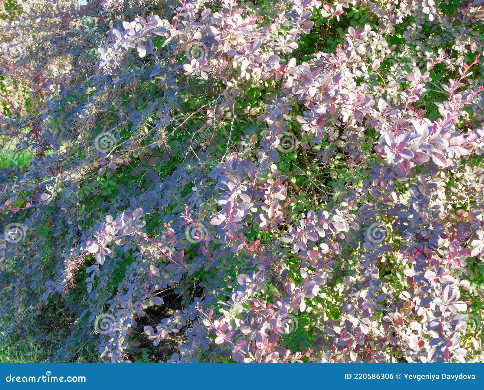 Unique bush in the garden stock photo. Image of plants - 220586306