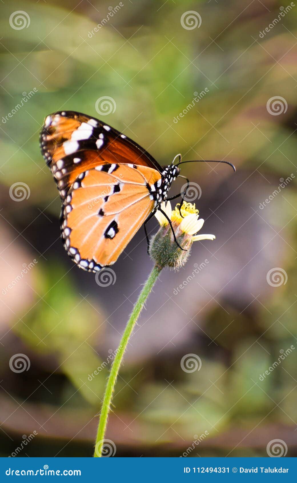 Unique Butterfly on a Flower Stock Image - Image of butterfly ...