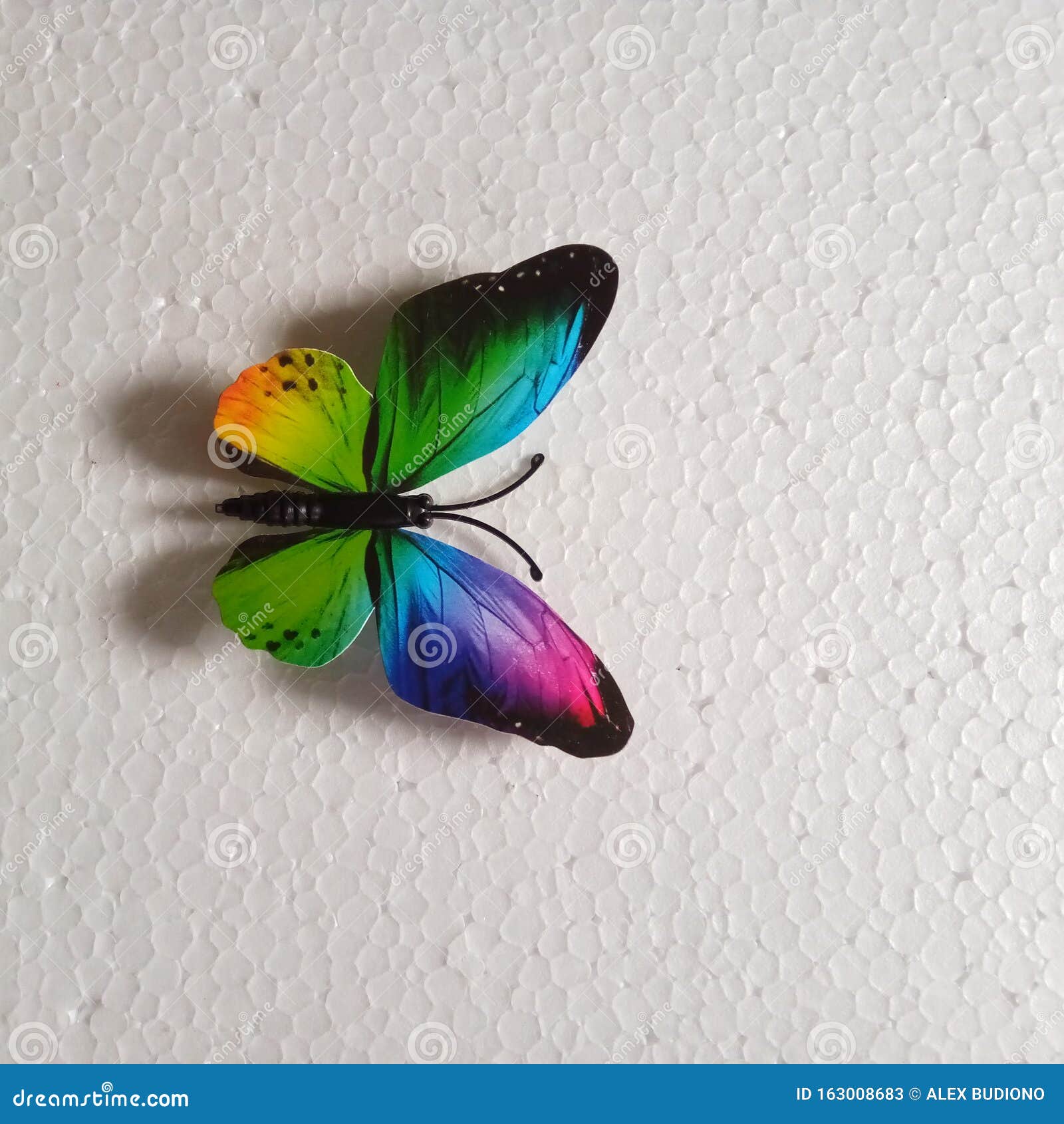 Unique Butterfly Images with Rich Colors Stock Image - Image of unique ...
