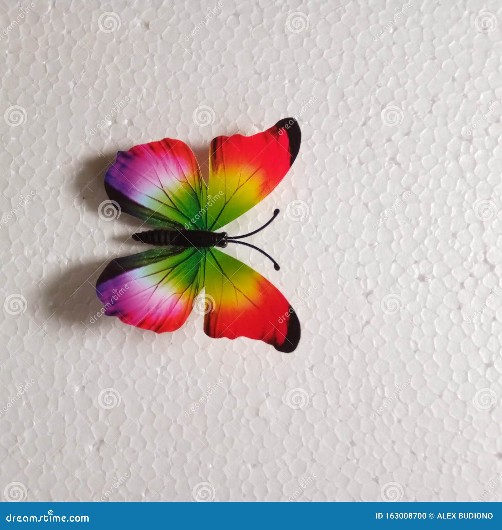 Unique Butterfly Images with Rich Colors Stock Photo - Image of unique ...