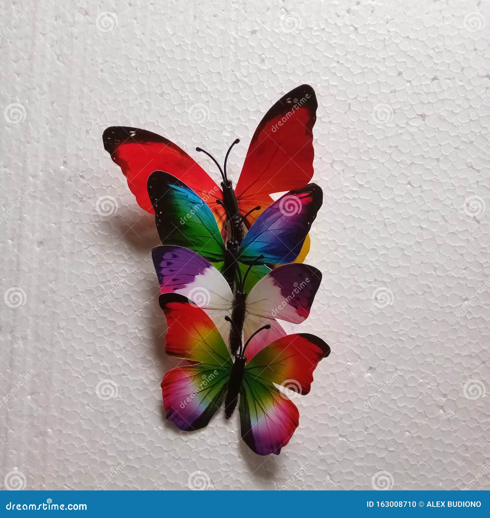 Unique Butterfly Images with Rich Colors Stock Photo - Image of ...