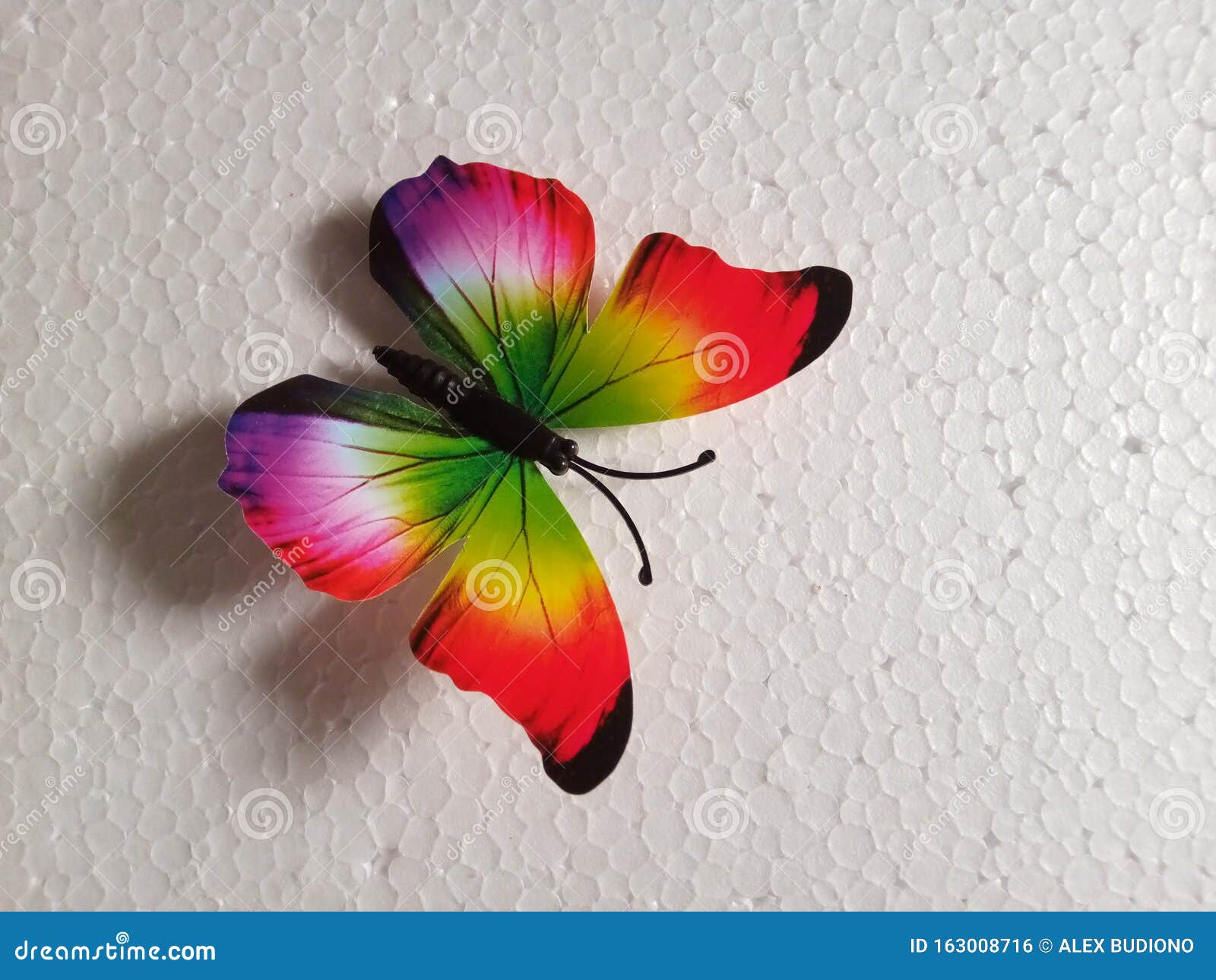 Unique Butterfly Images with Rich Colors Stock Photo - Image of colors ...