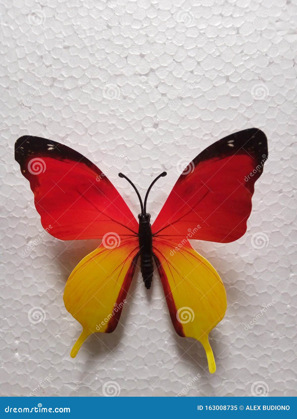 Unique Butterfly Images with Rich Colors Stock Image - Image of ...