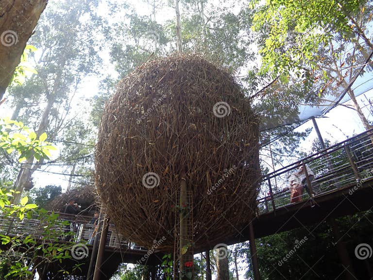 A Unique Capsule with Tree Roots, Bridge and Pine Trees, Dusun Bambu ...