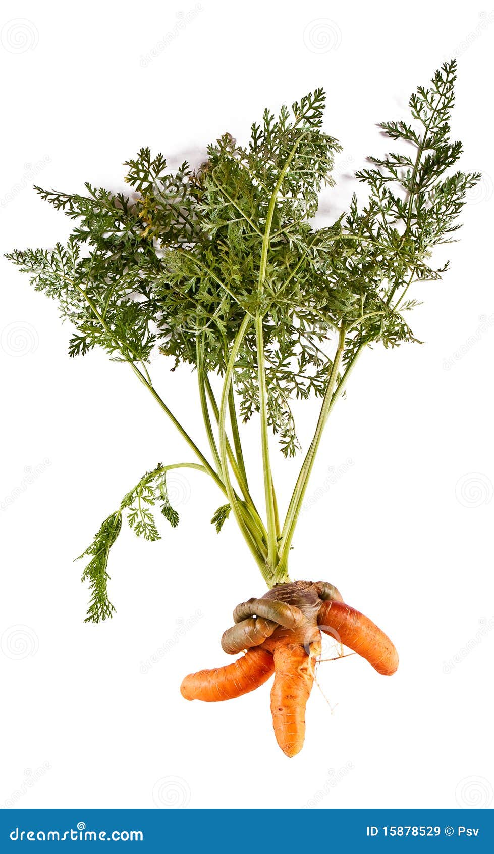 Unique carrots - mutant stock image. Image of deformed - 15878529