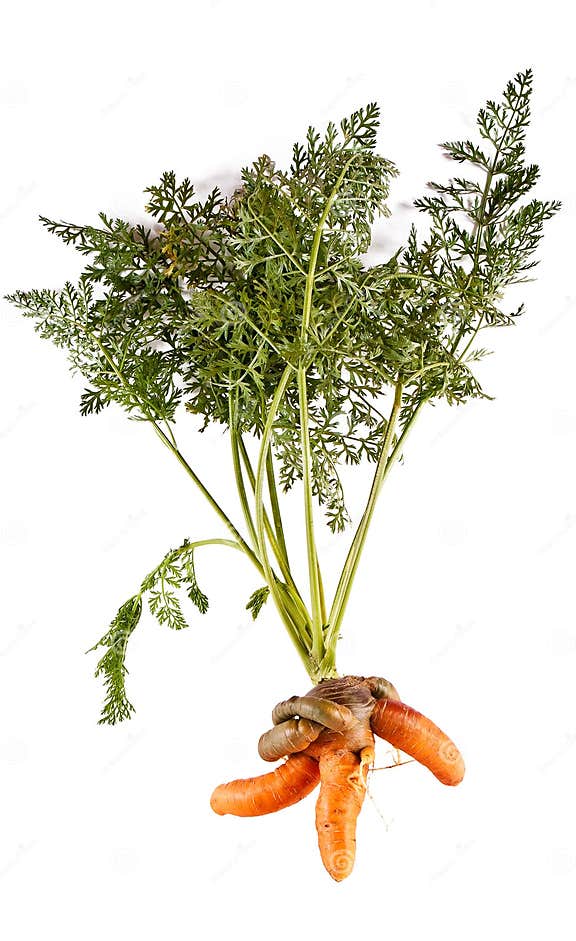 Unique carrots - mutant stock image. Image of deformed - 15878529