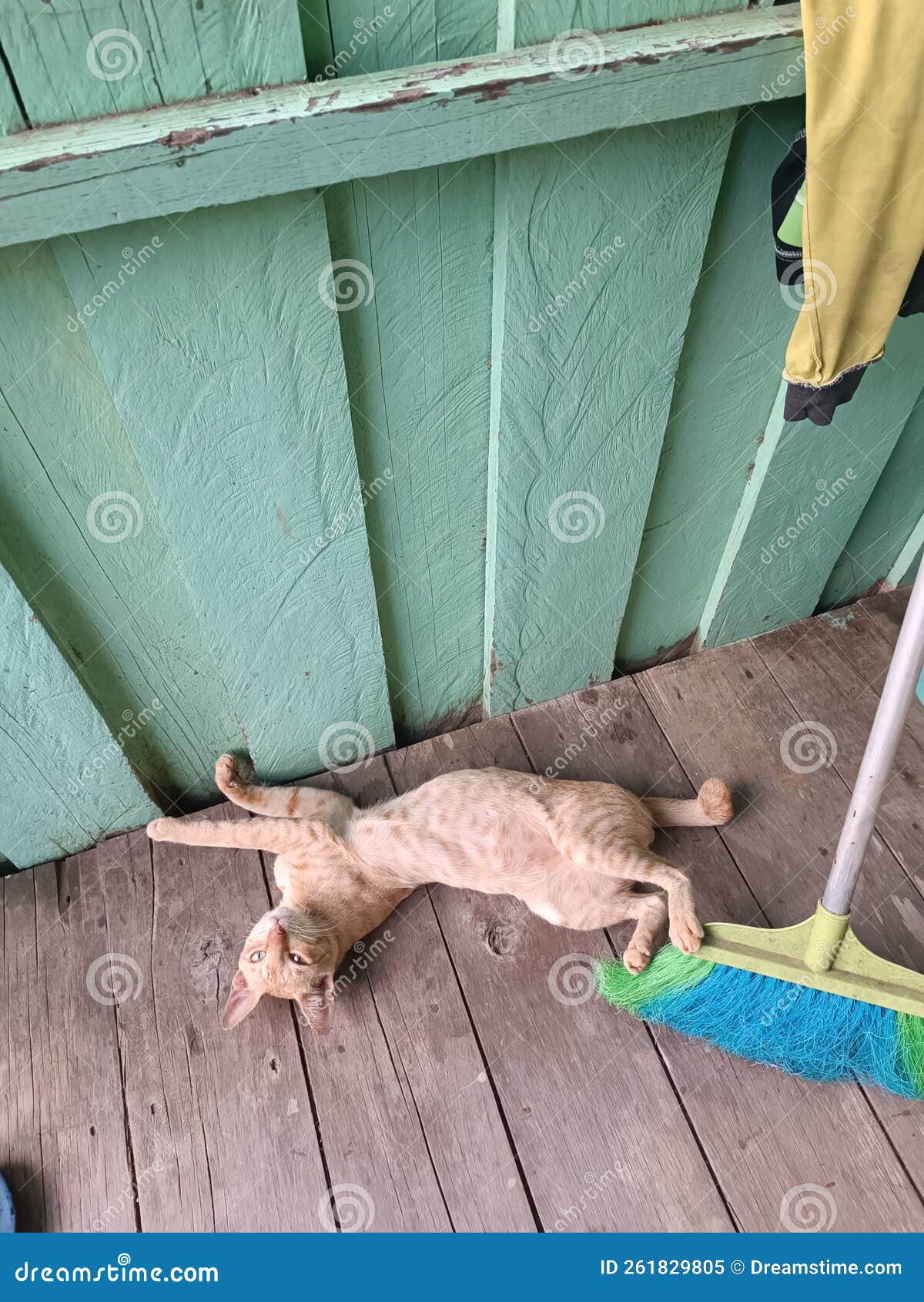 Unique Cat Pose stock image. Image of flooring, wall - 261829805