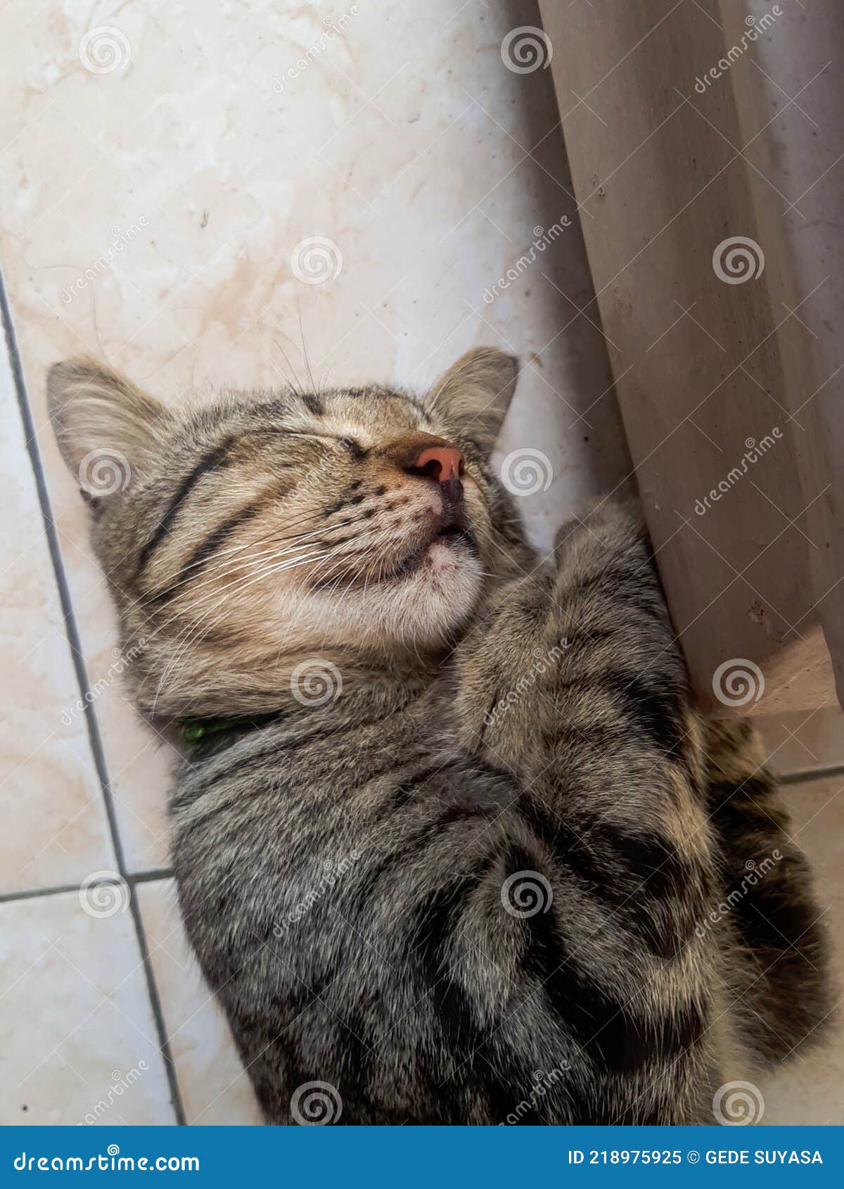 Unique cat pose stock image. Image of nose, wildcat - 218975925