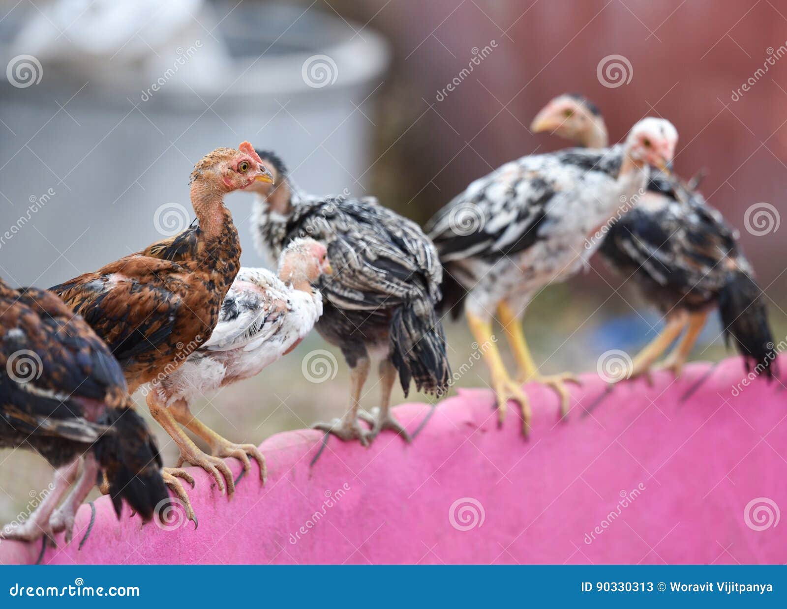Unique chicken stock image. Image of animal, house, green - 90330313
