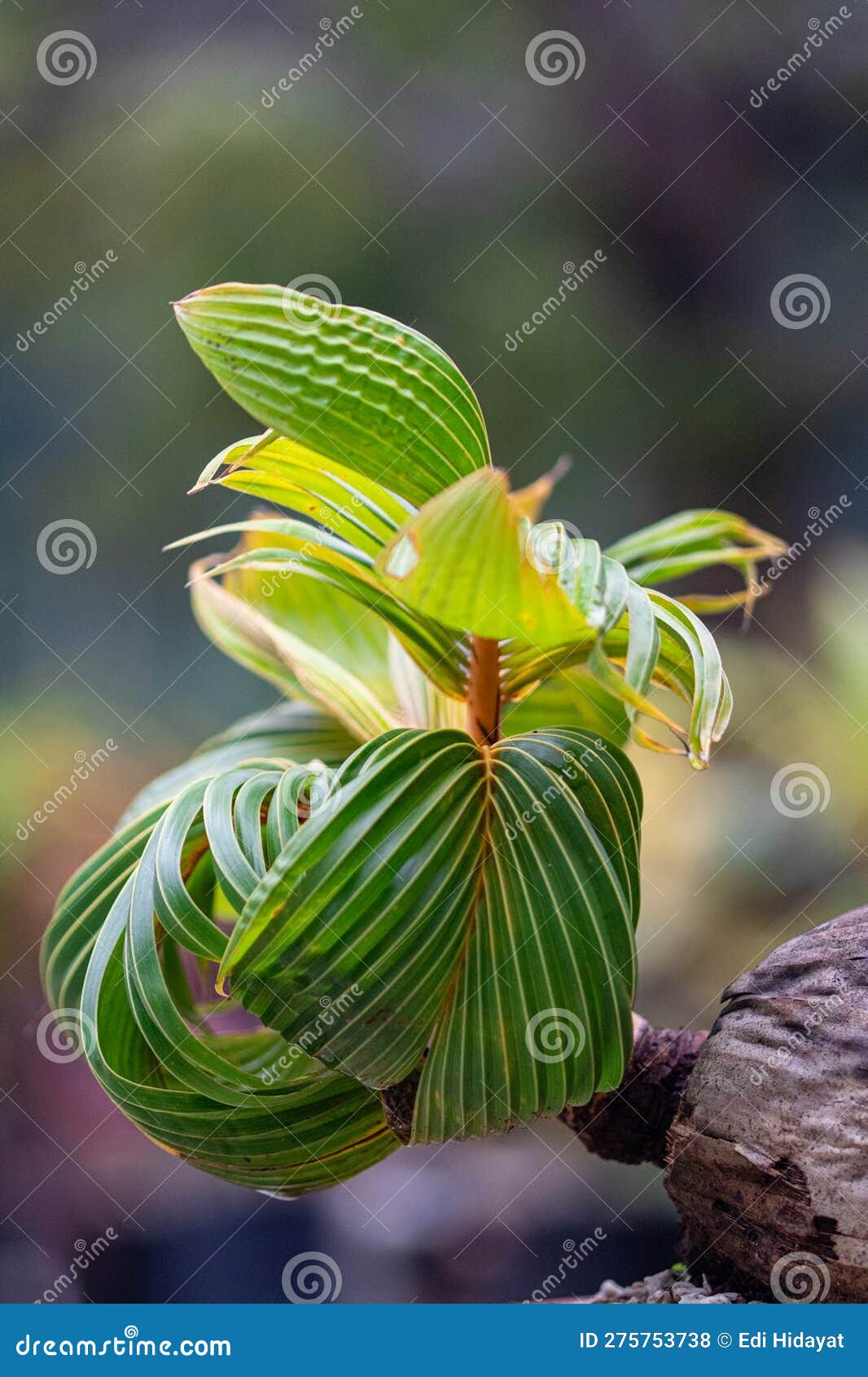 Unique coconut tree bonsai stock photo. Image of coconut - 275753738