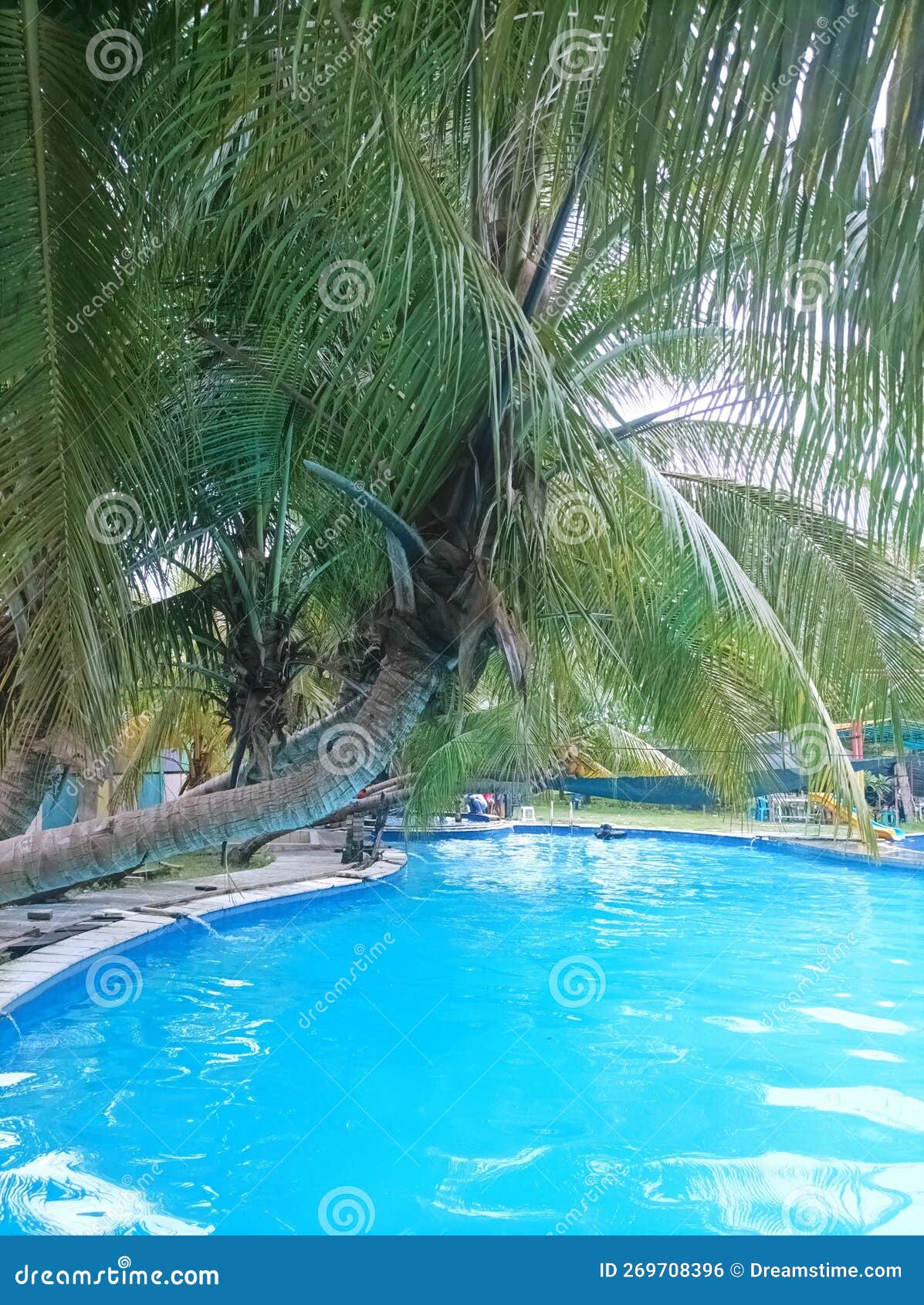 Unique Coconut Trees beside the Swimming Pool Stock Photo - Image of ...