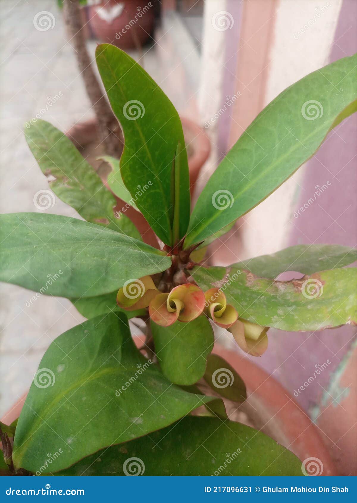 Unique Color of Crown of Thorn Stock Image - Image of petal, plant ...