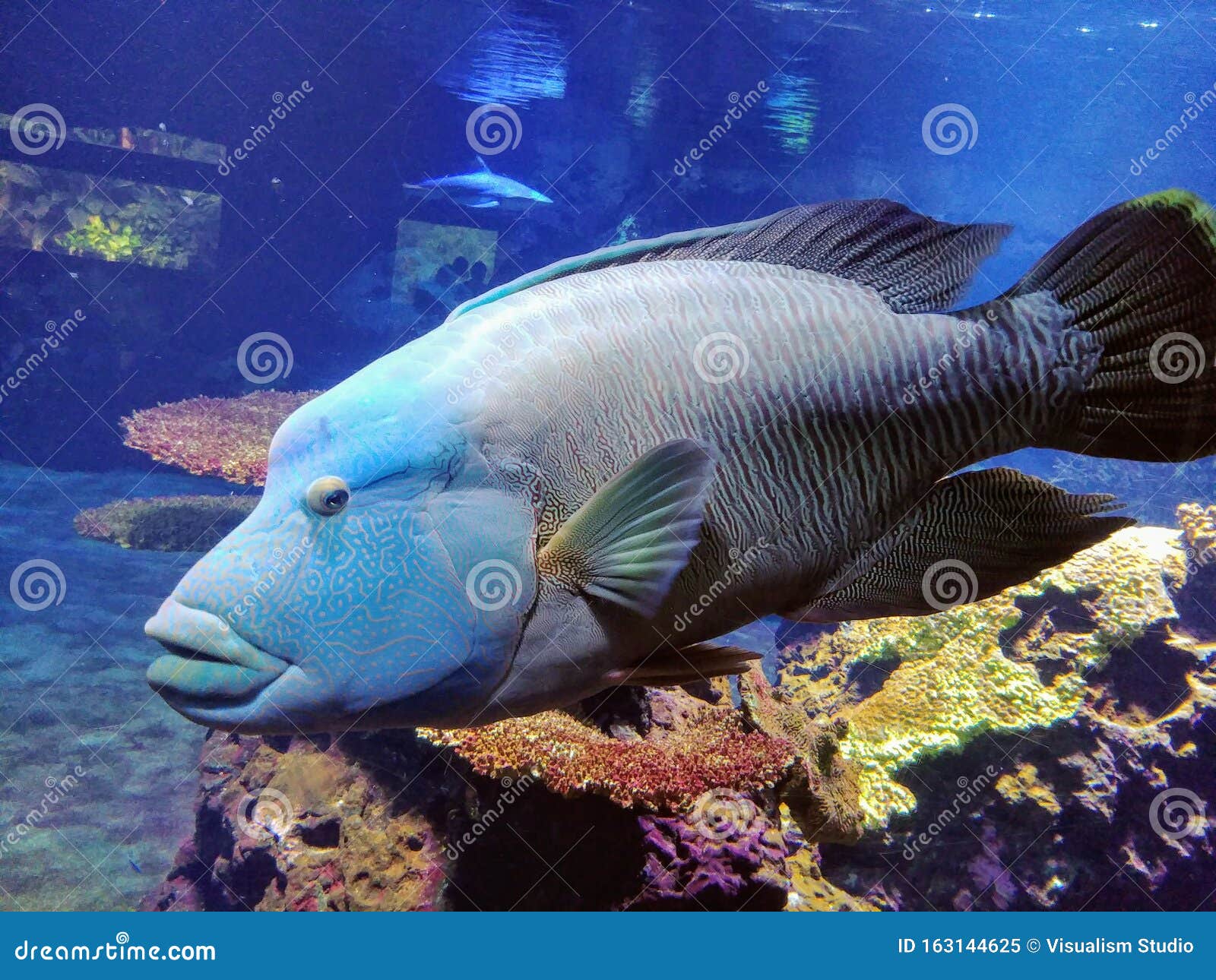 A Unique Colored Fish in a Clear Aquarium Stock Image - Image of deep ...