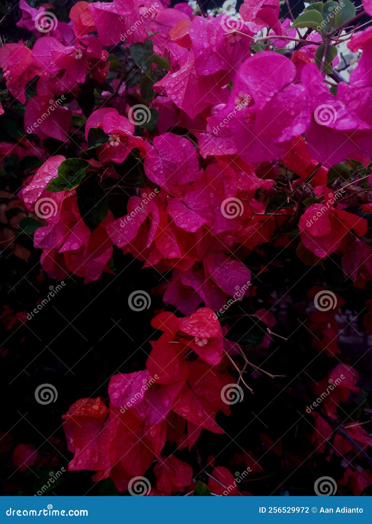 Unique Colored Flowers with a Wet Concept Look Very Beautiful Stock ...