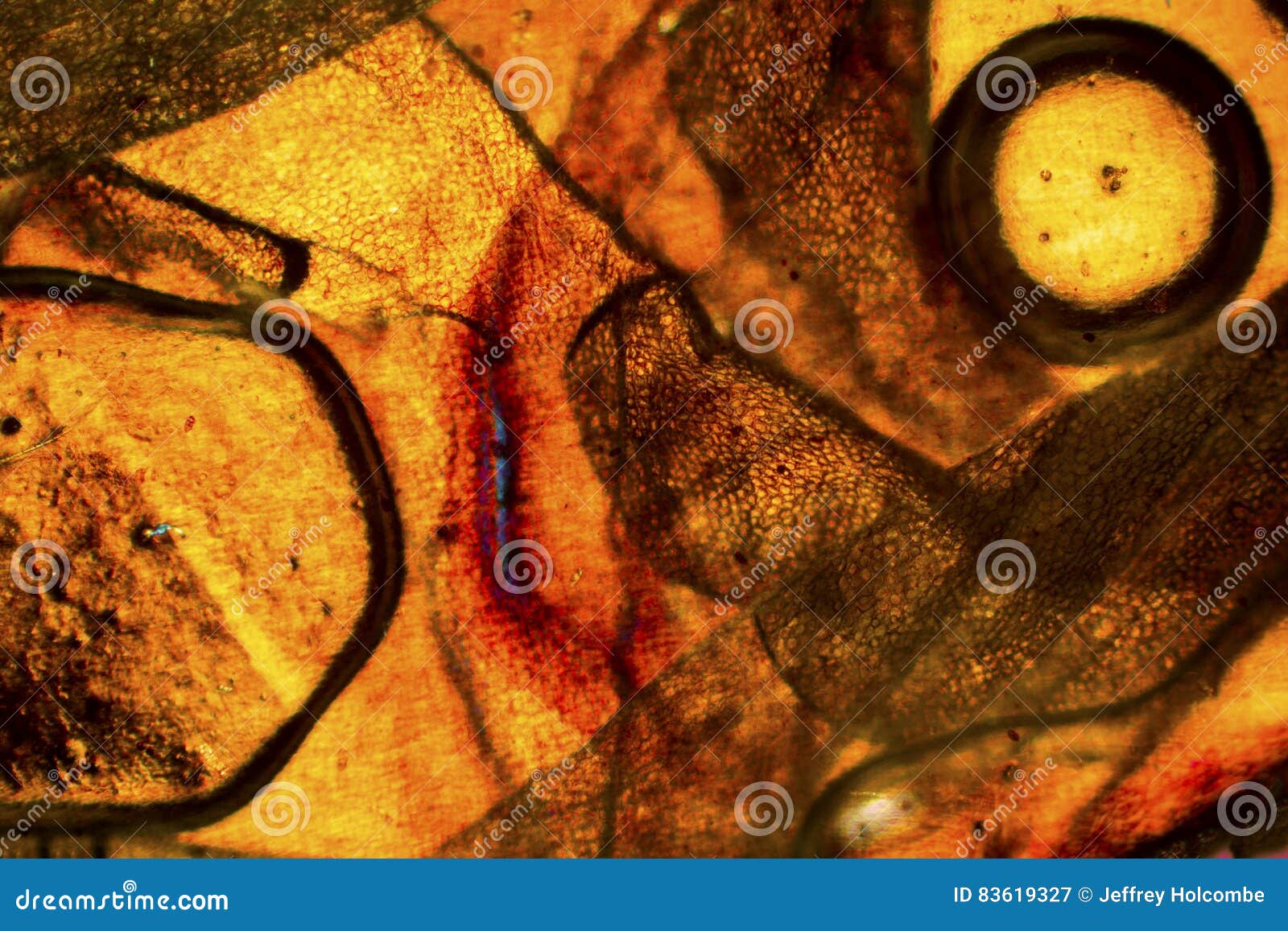 Unique, Colorful Abstract Micrograph of Snake Skin. Stock Image - Image ...