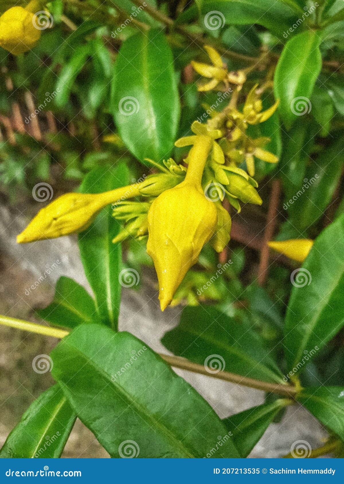 A Unique Colorful Buds of a Flower Stock Image - Image of buds ...