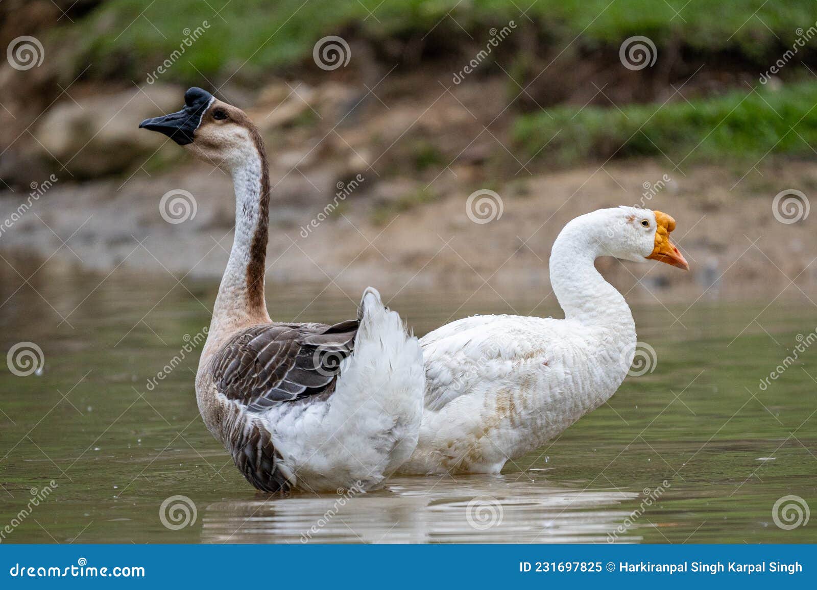 A Unique Composition of Geese in a Park Stock Image - Image of wild ...