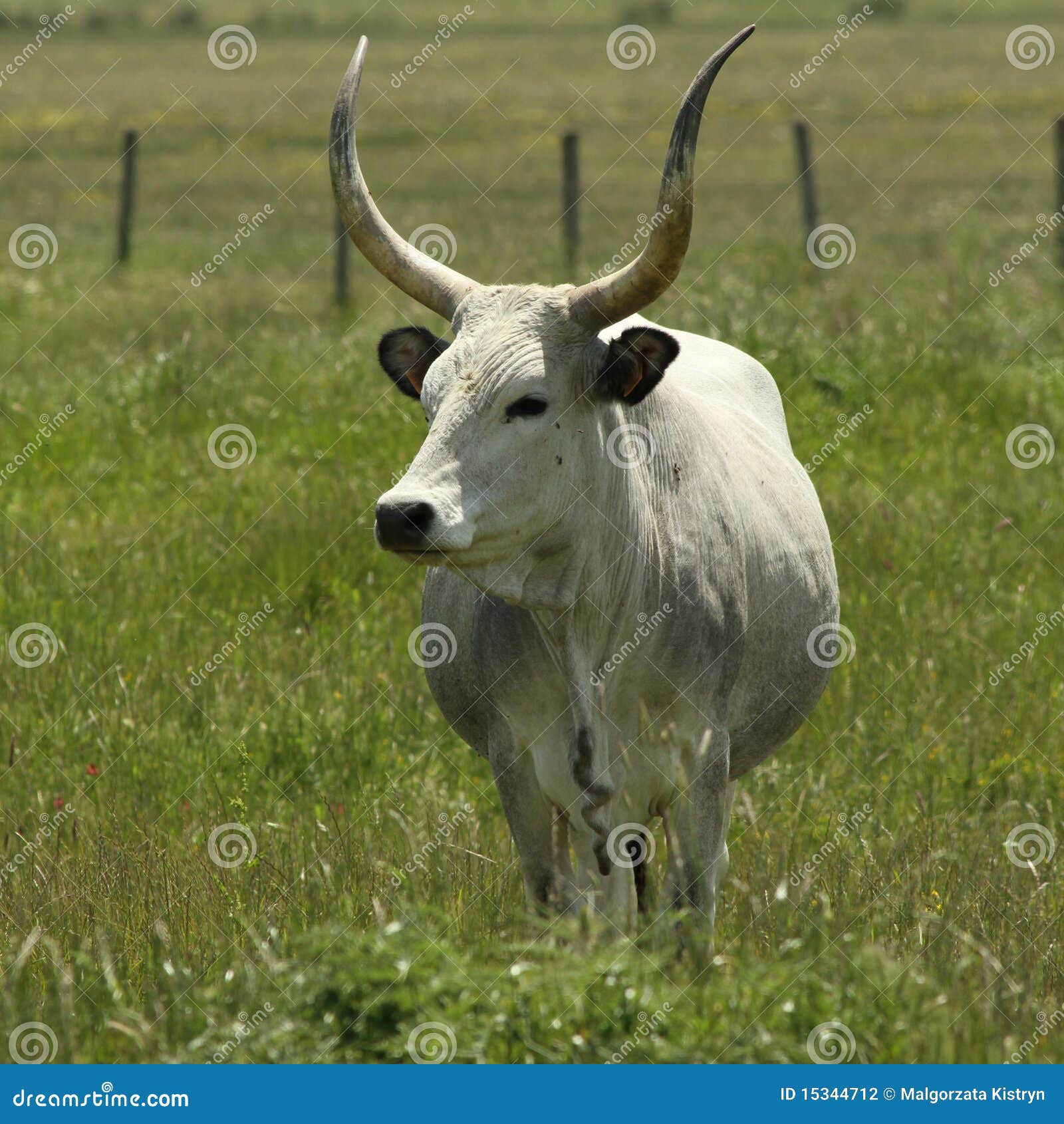 Unique cow stock photo. Image of landscape, food, beef - 15344712