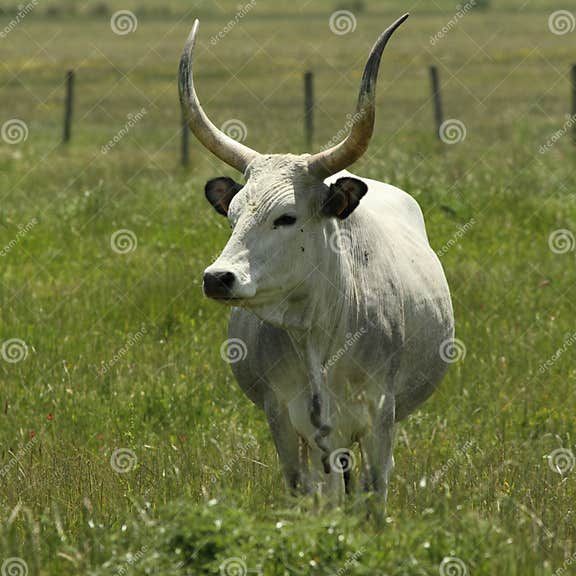 Unique cow stock photo. Image of landscape, food, beef - 15344712