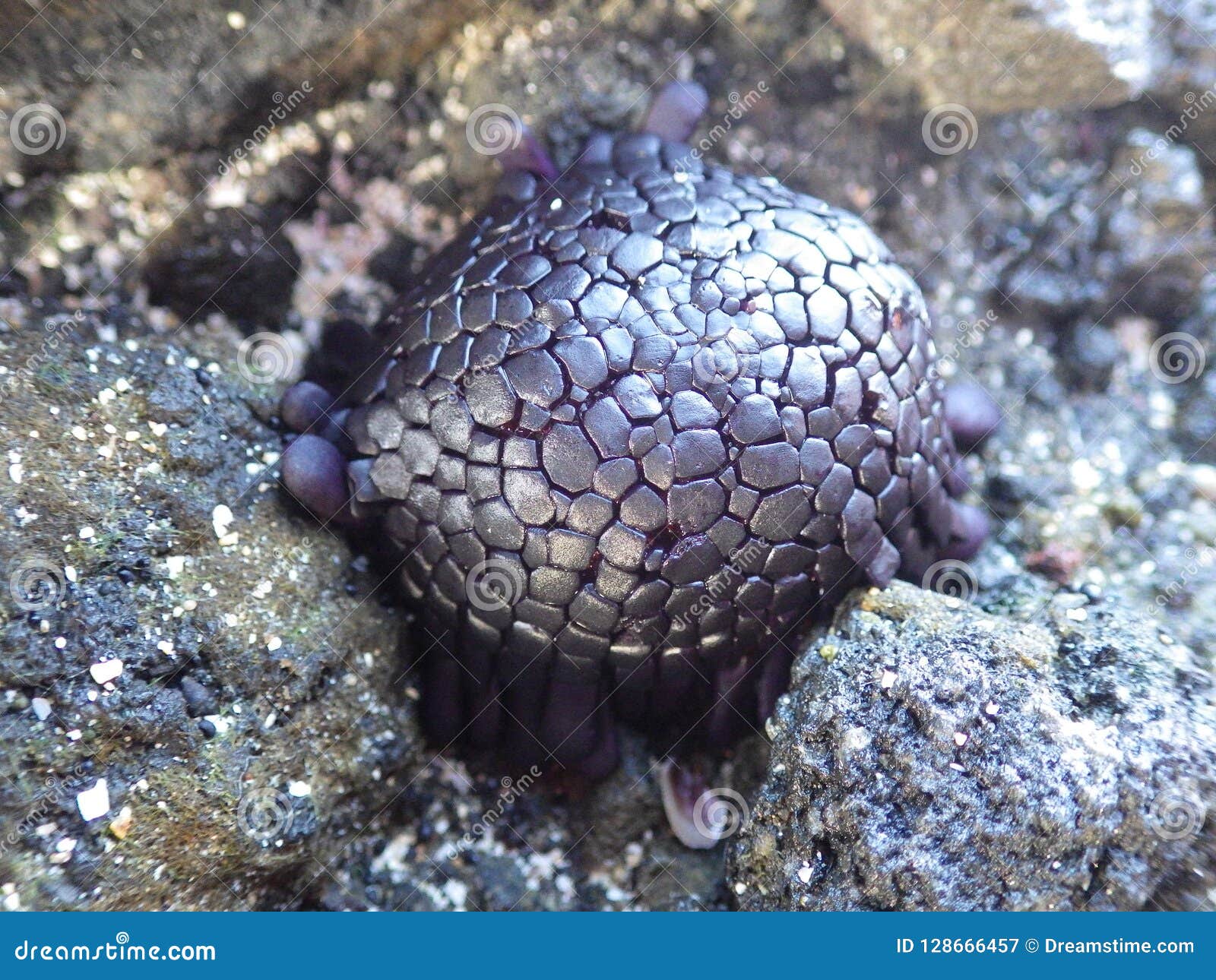 The Unique Creature in the Sea Stock Image - Image of fire, harvest ...