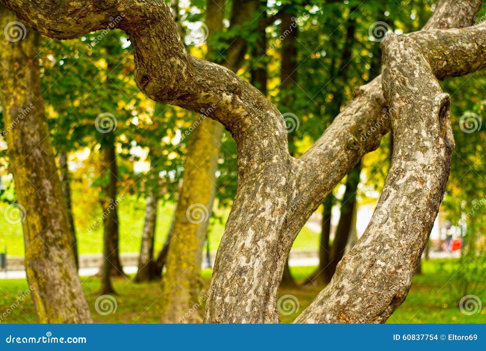Unique Curved Magic Tree in Park Stock Photo - Image of mystic ...