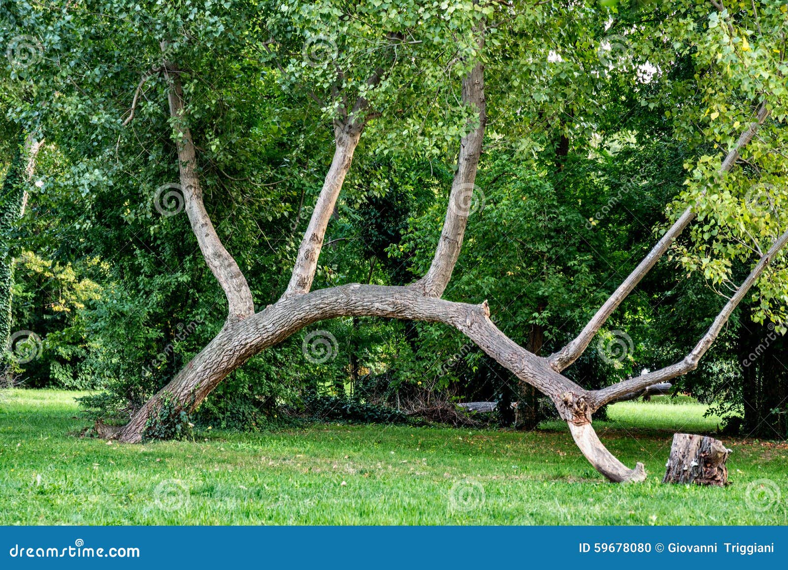 Unique Curved Magic Tree in Woods. Forest Background Stock Photo ...