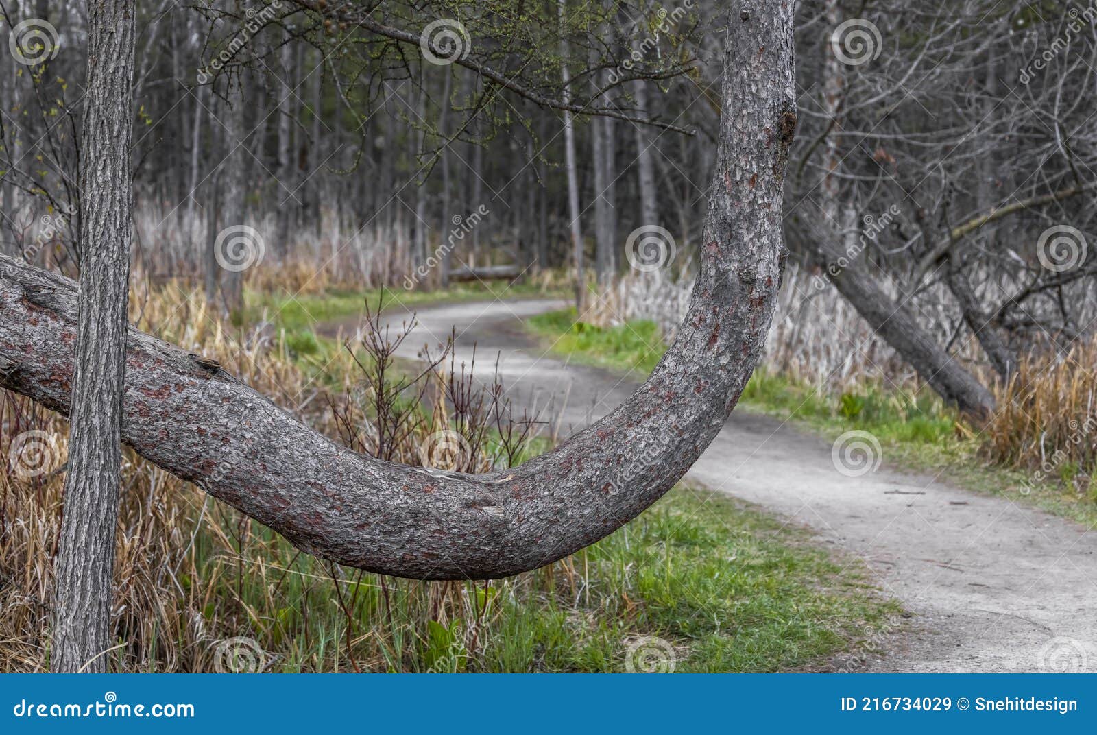 Unique Curved Tree by the Forest Trail Stock Image - Image of branch ...