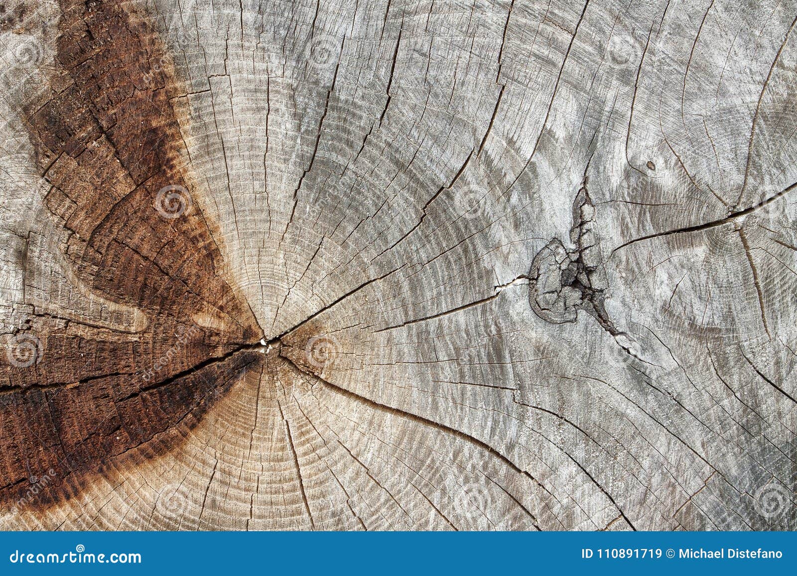 Cut End of Tree Trunk Closeup Stock Image - Image of center, bright ...