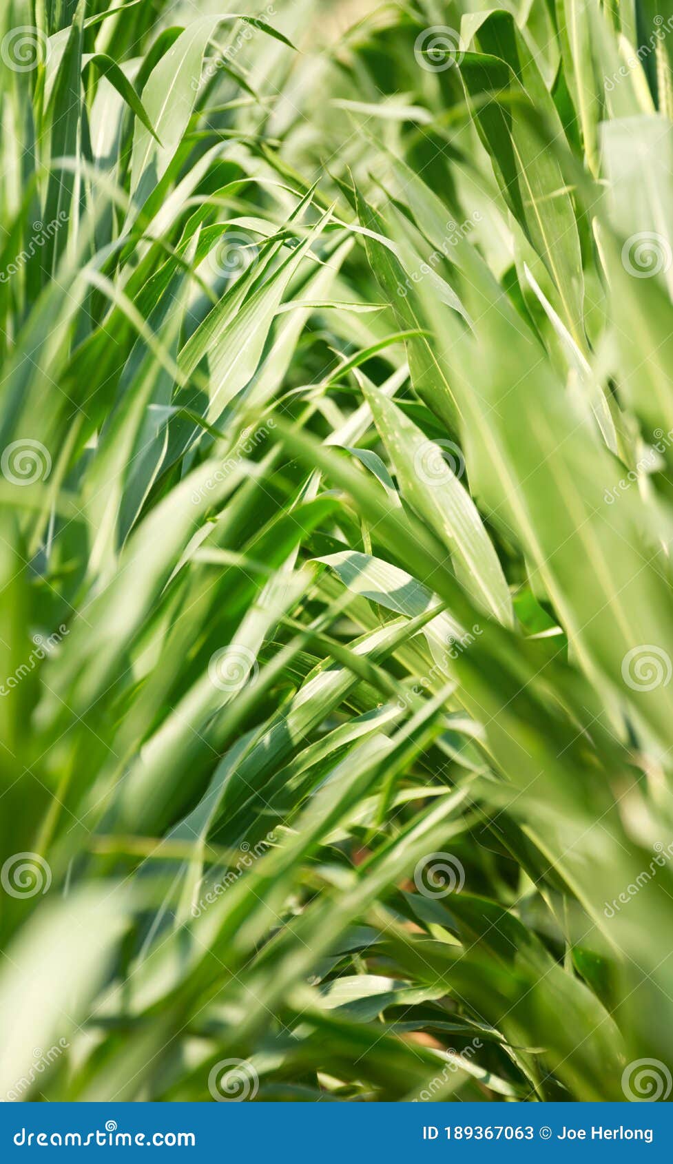 Blades of corn in a field. stock image. Image of green - 189367063