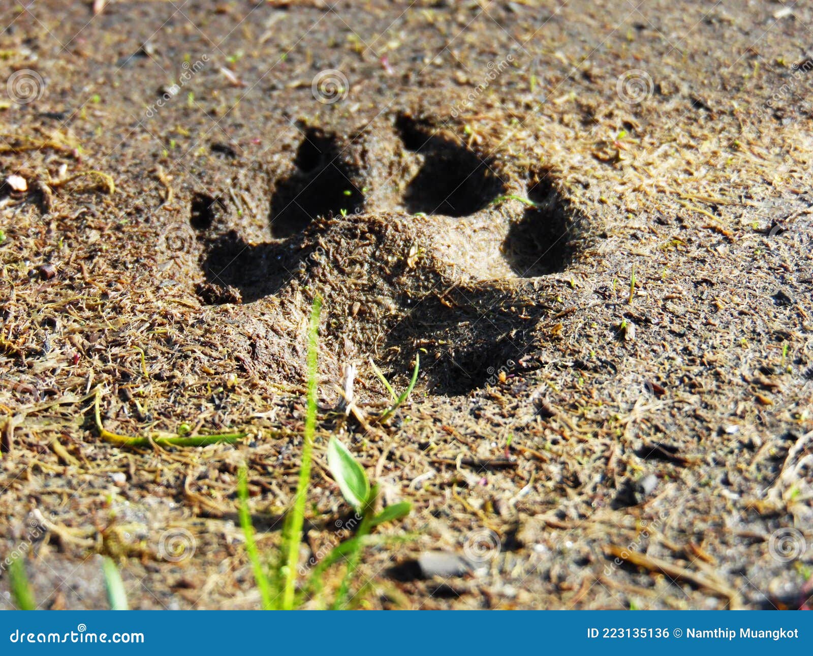 A Unique Dog Footprint on the Ground Stock Photo - Image of fluke ...