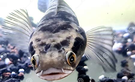 Unique face of chana fish stock photo. Image of chana - 277248074
