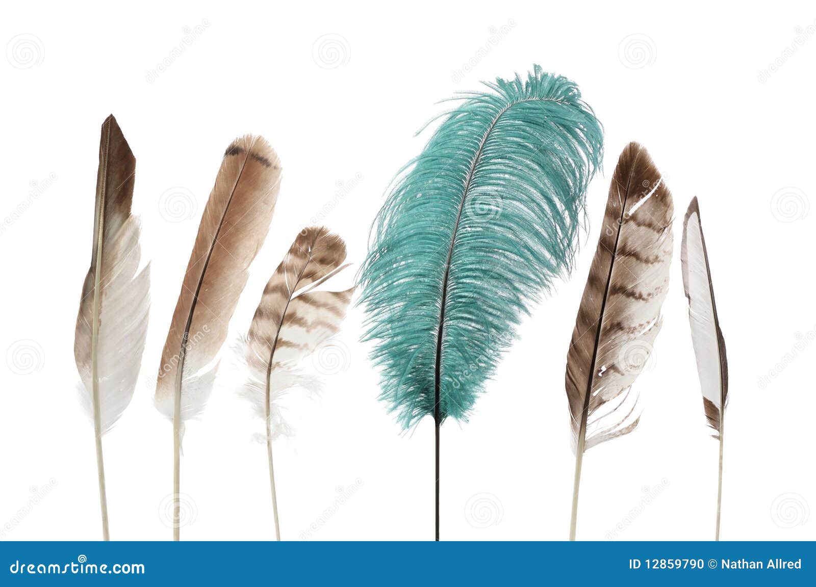 Unique feathers stock photo. Image of leader, pattern - 12859790