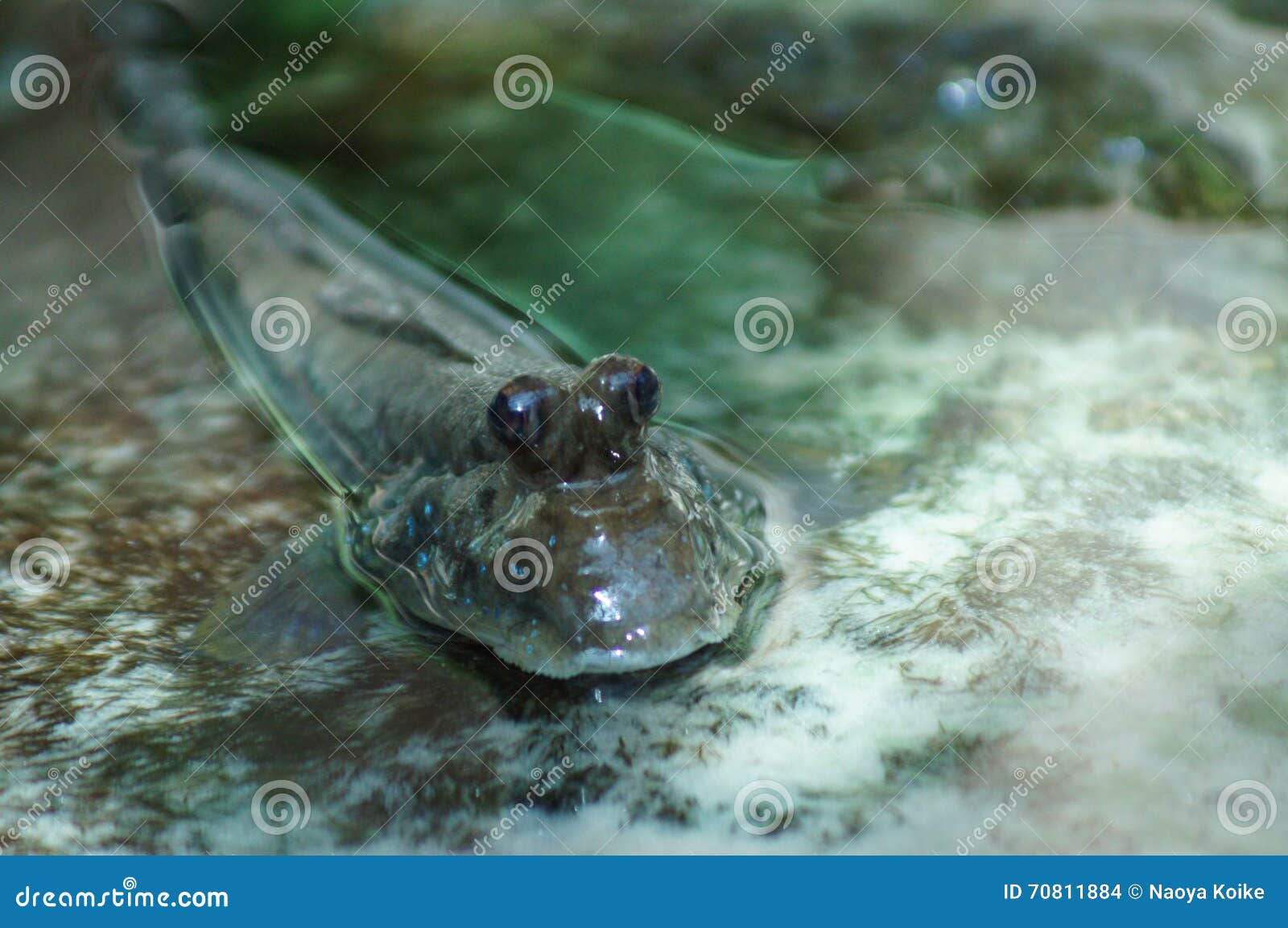 Unique fish stock photo. Image of denver, exhibit, fish - 70811884