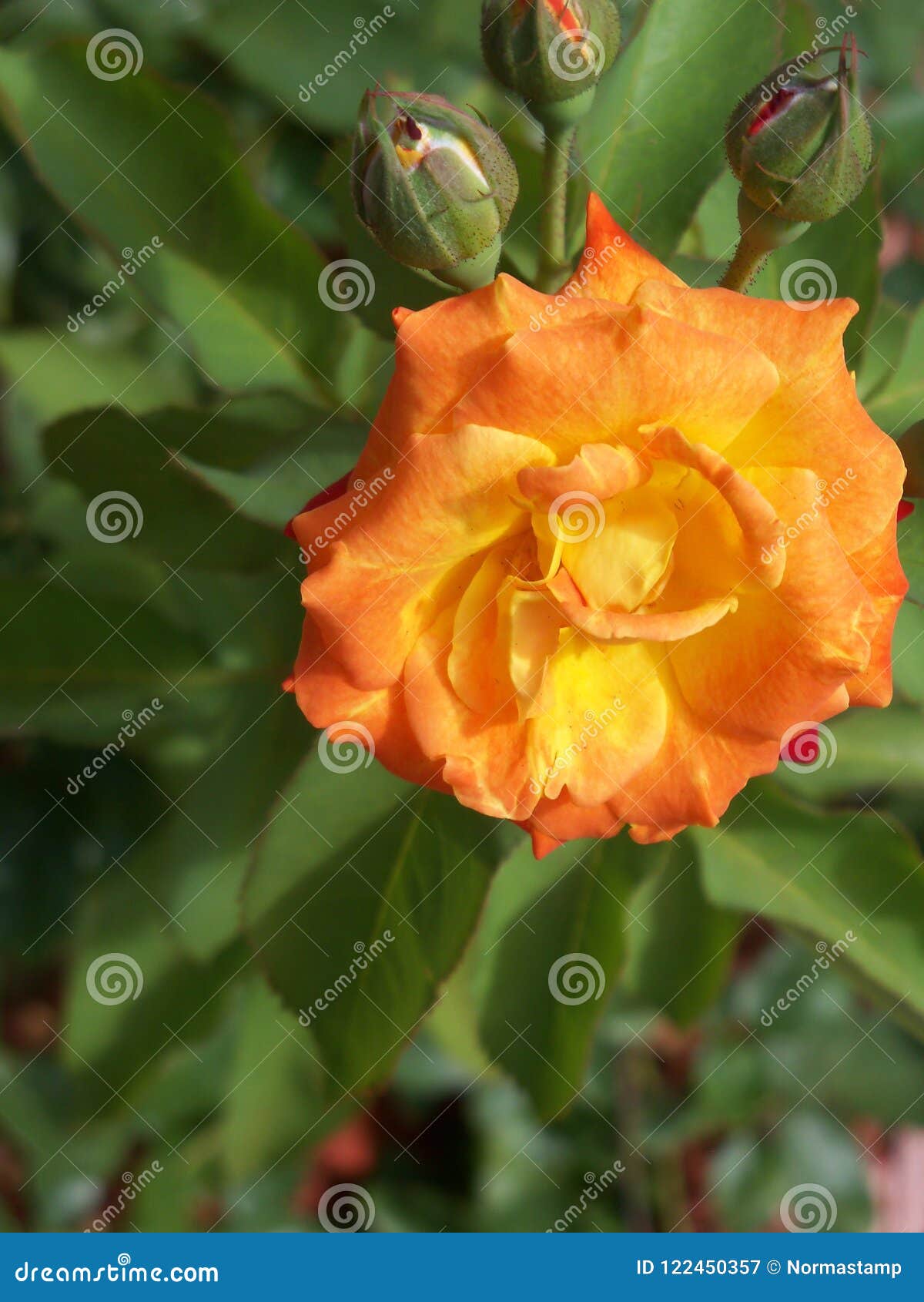 Bright Orange Climbing Floribunda Rose Stock Image - Image of green ...