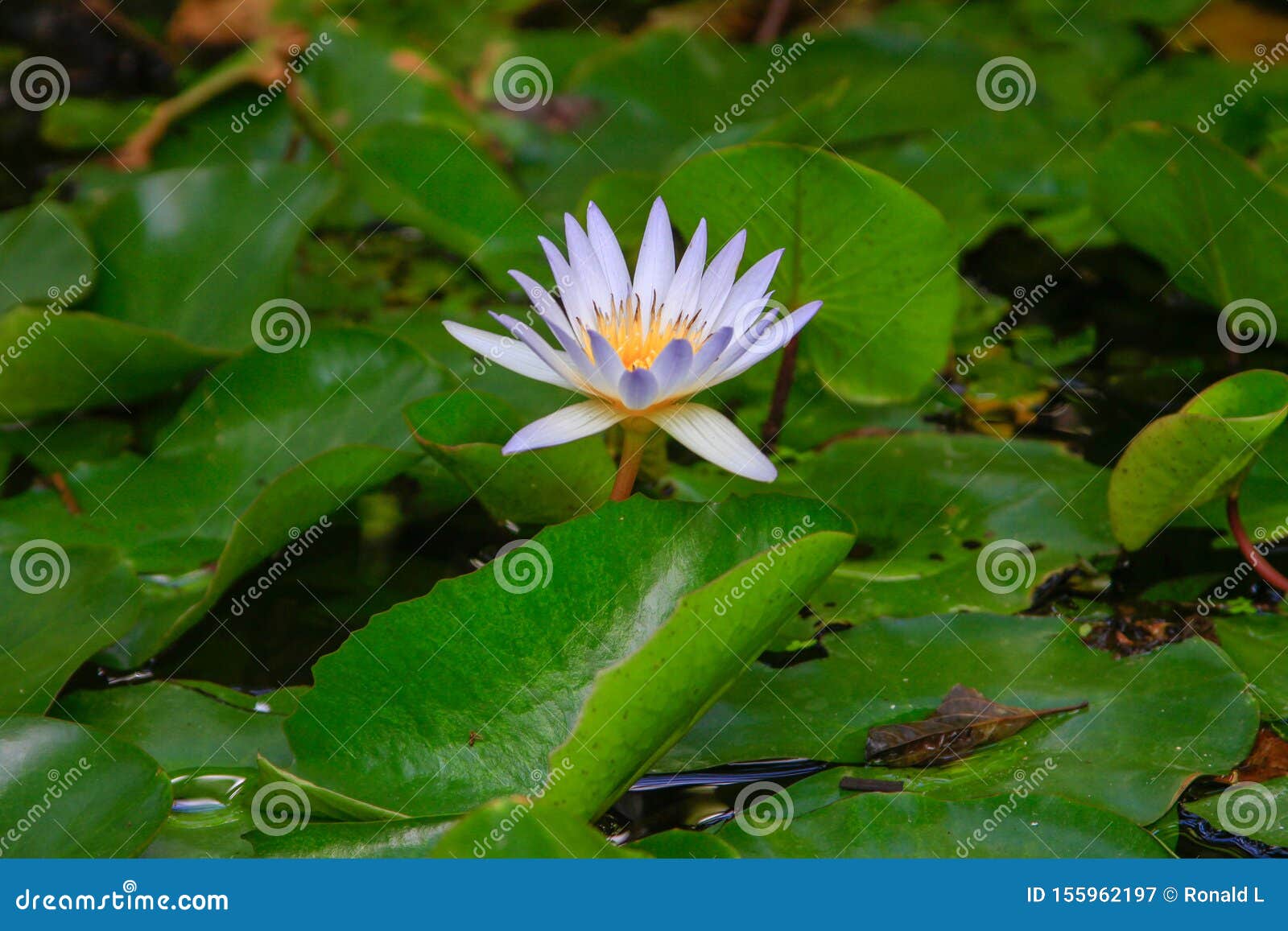 While flower in the garden stock image. Image of flower - 155962197