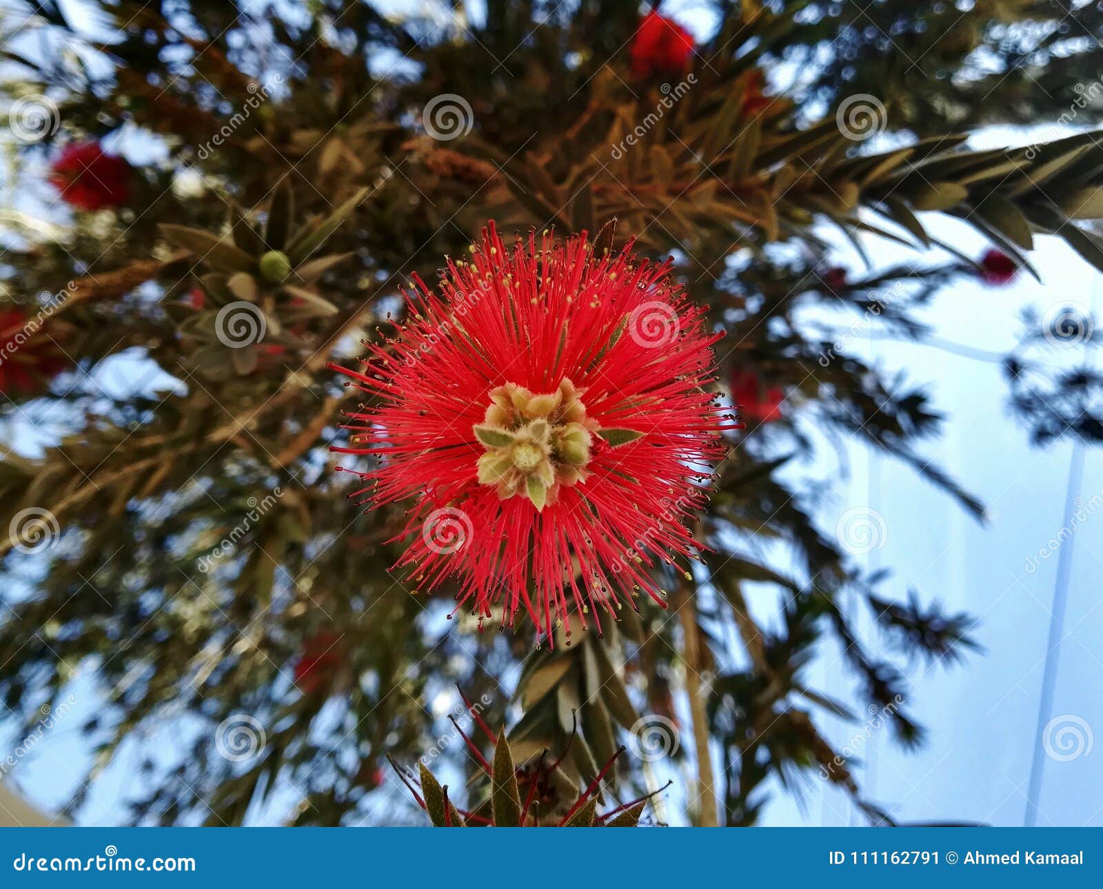 Unique Flower stock image. Image of tree, passing, flower - 111162791