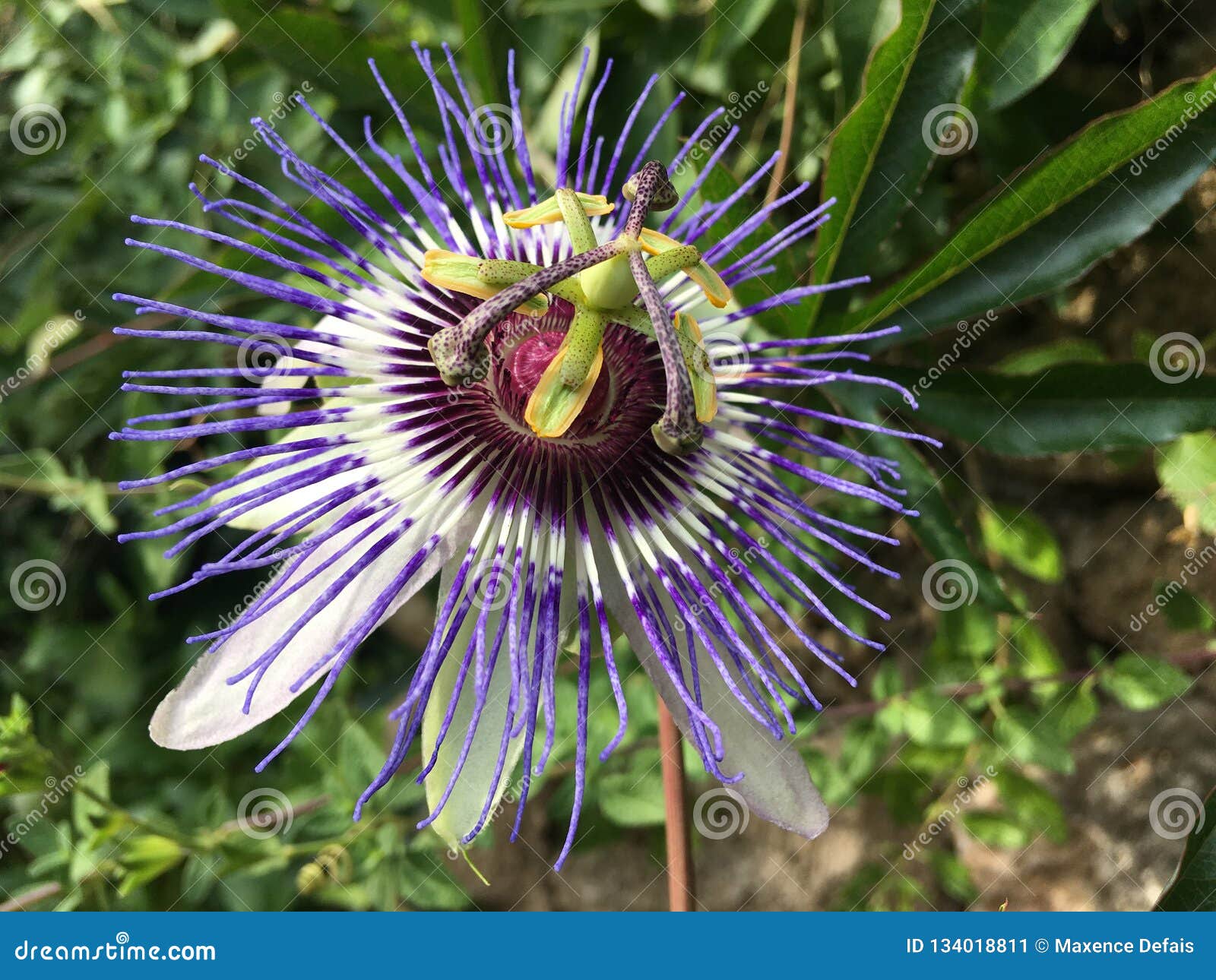 Unique flower stock image. Image of unique, nature, original - 134018811